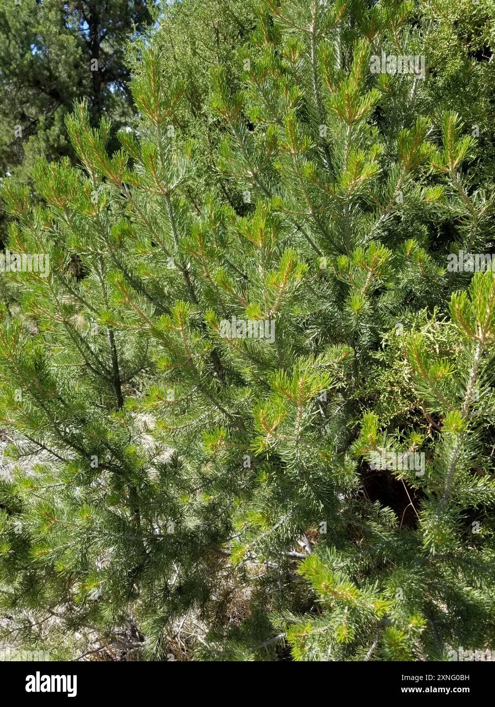 Colorado Pinyon (Pinus edulis) Plantae Stock Photo - Alamy