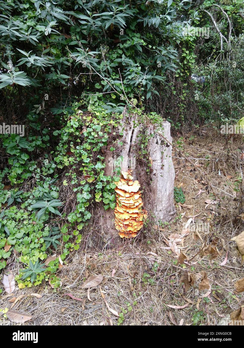 Western Hardwood Sulphur Shelf (Laetiporus gilbertsonii) Fungi Stock ...