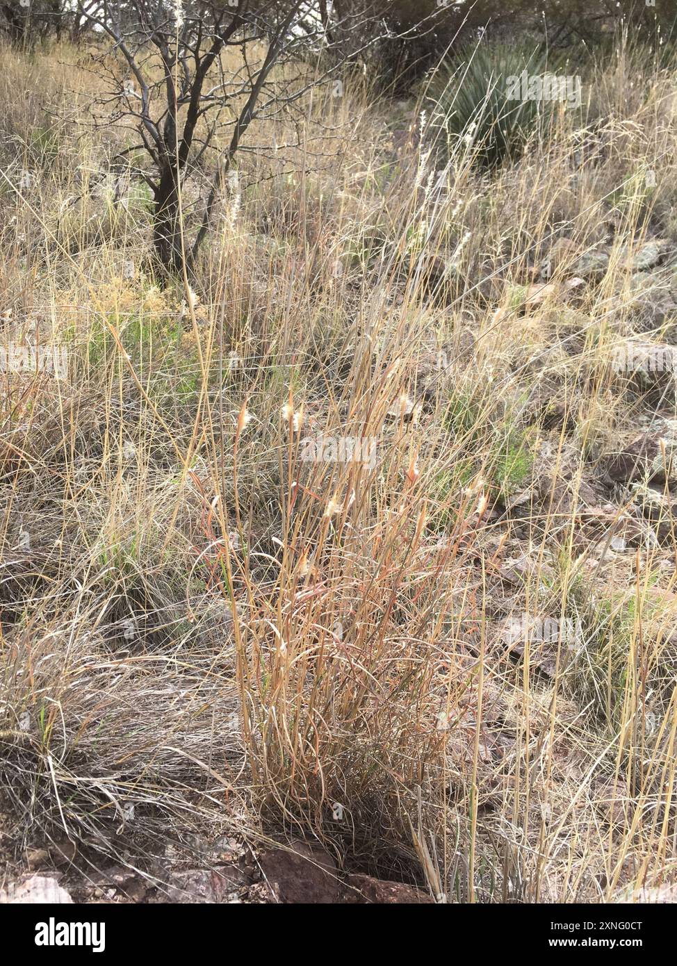 Cane Bluestem (Bothriochloa barbinodis) Plantae Stock Photo - Alamy
