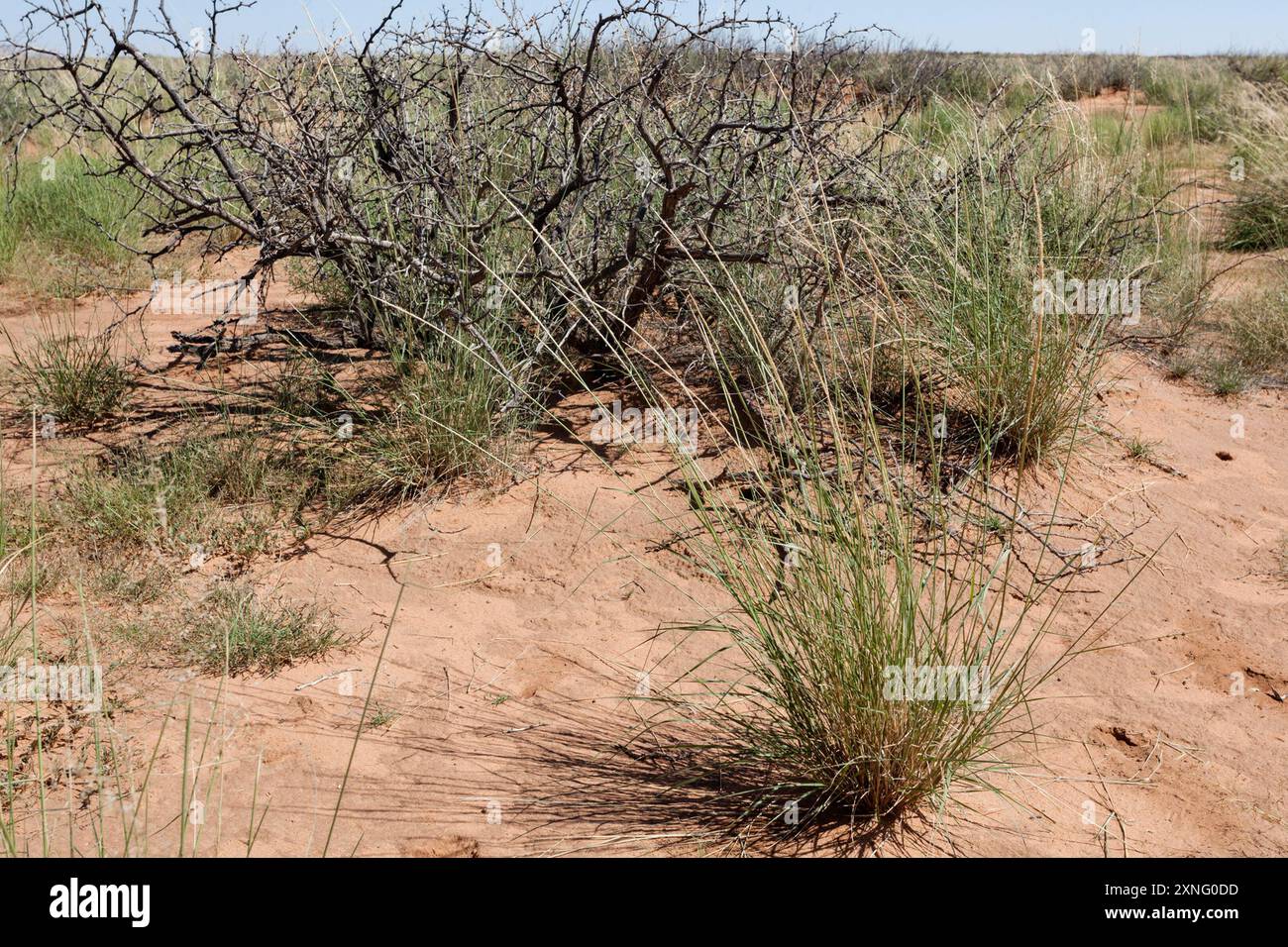 Spike Dropseed (Sporobolus contractus) Plantae Stock Photo - Alamy