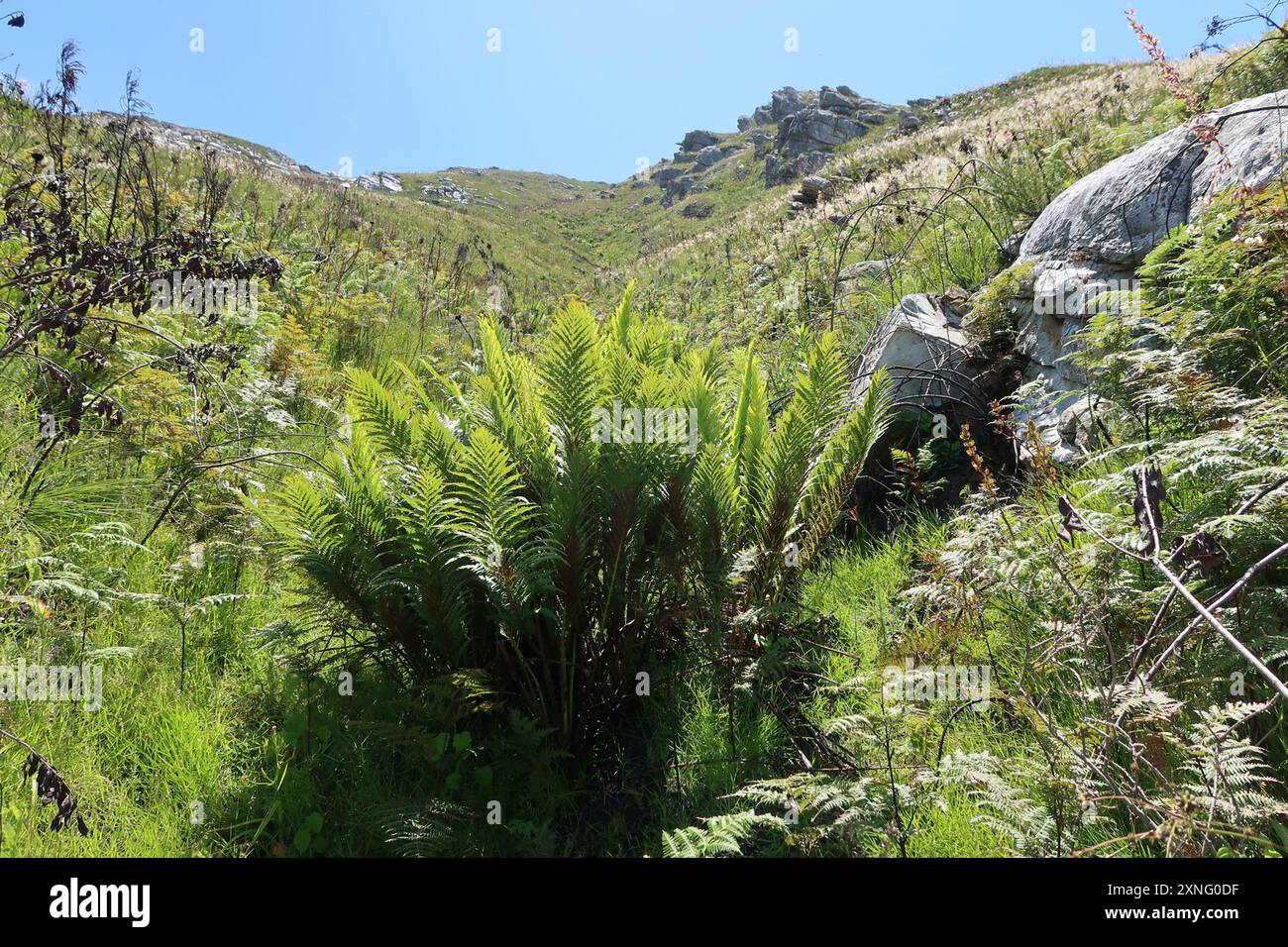 king fern (Todea barbara) Plantae Stock Photo - Alamy