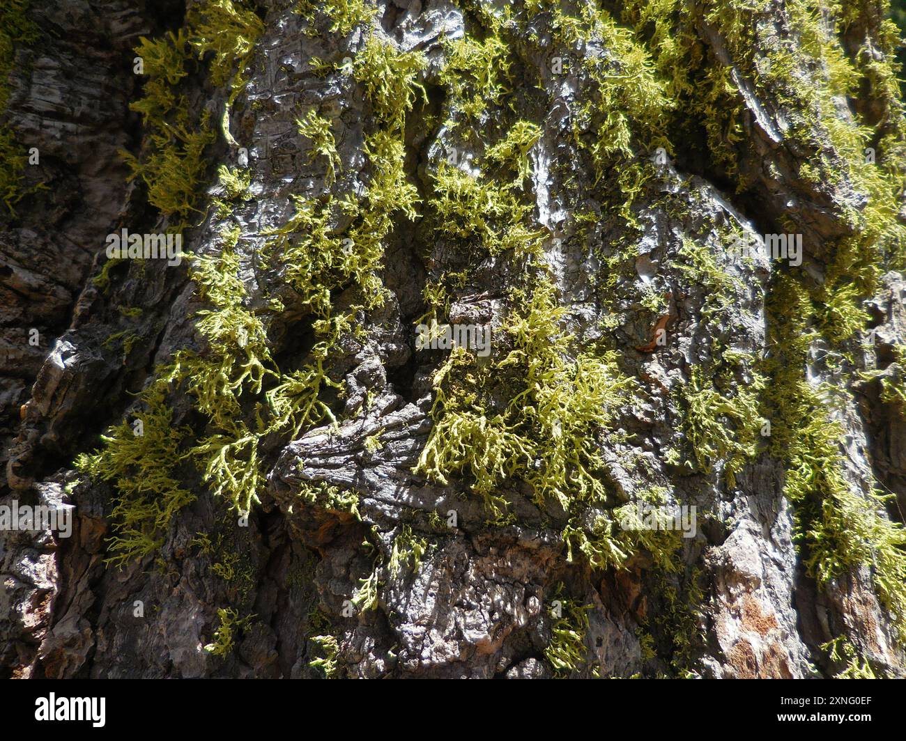 wolf lichen (Letharia vulpina) Fungi Stock Photo - Alamy