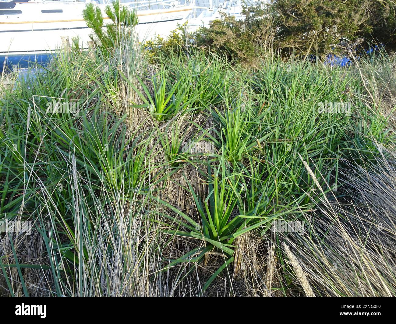 monocots (Liliopsida) Plantae Stock Photo - Alamy