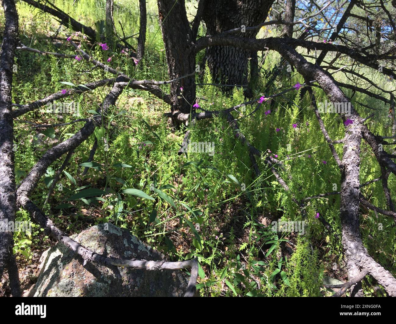 Narrowleaf Four o'Clock (Mirabilis linearis) Plantae Stock Photo - Alamy