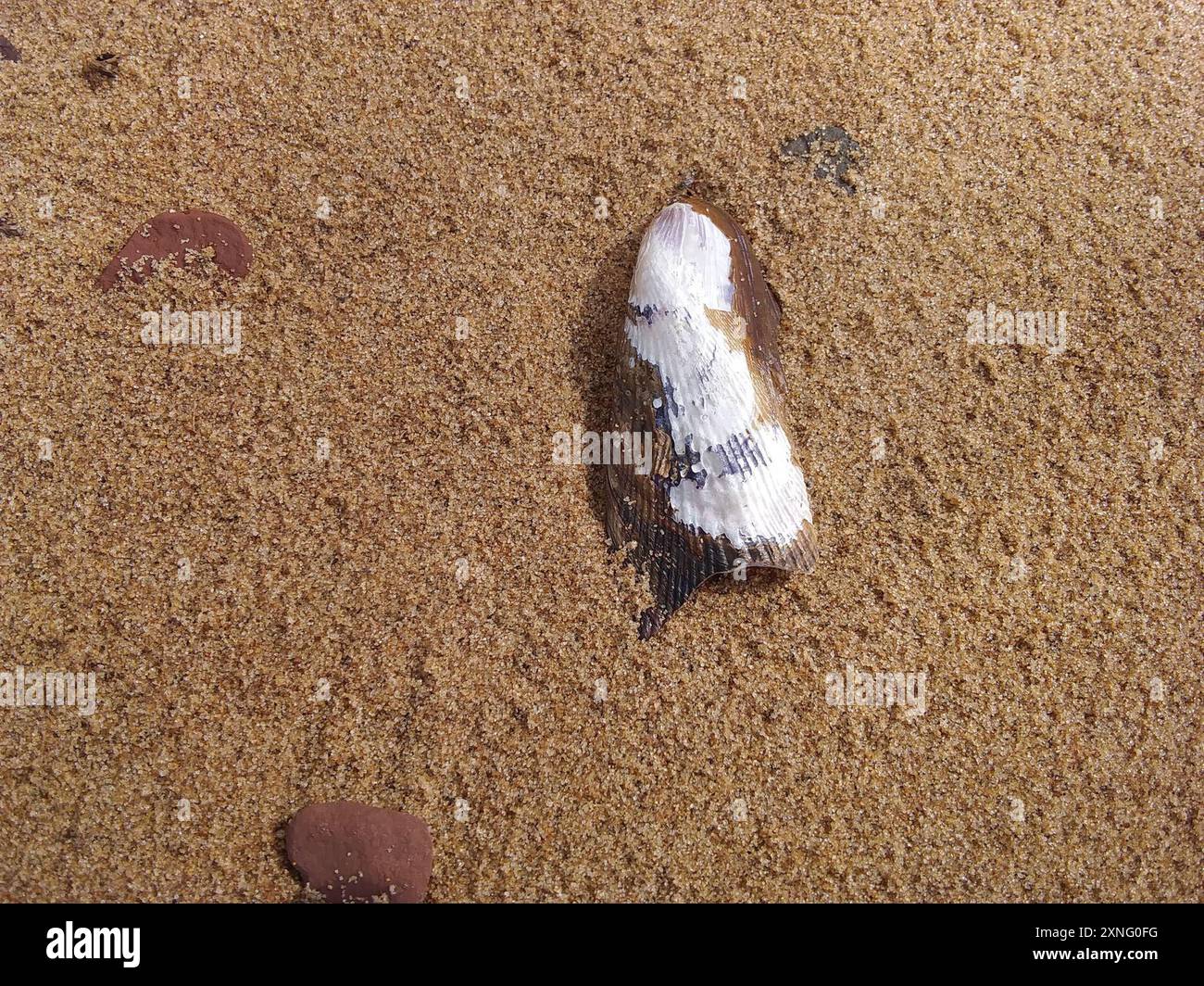 Atlantic Ribbed Mussel (Geukensia demissa) Mollusca Stock Photo - Alamy