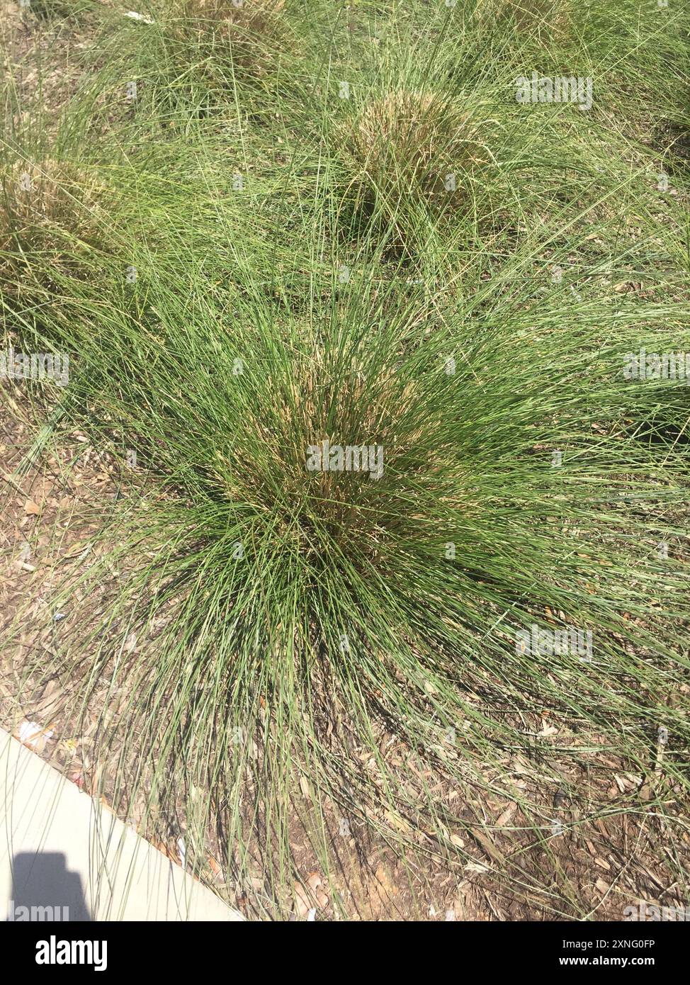 grasses, sedges, cattails, and allies (Poales) Plantae Stock Photo - Alamy