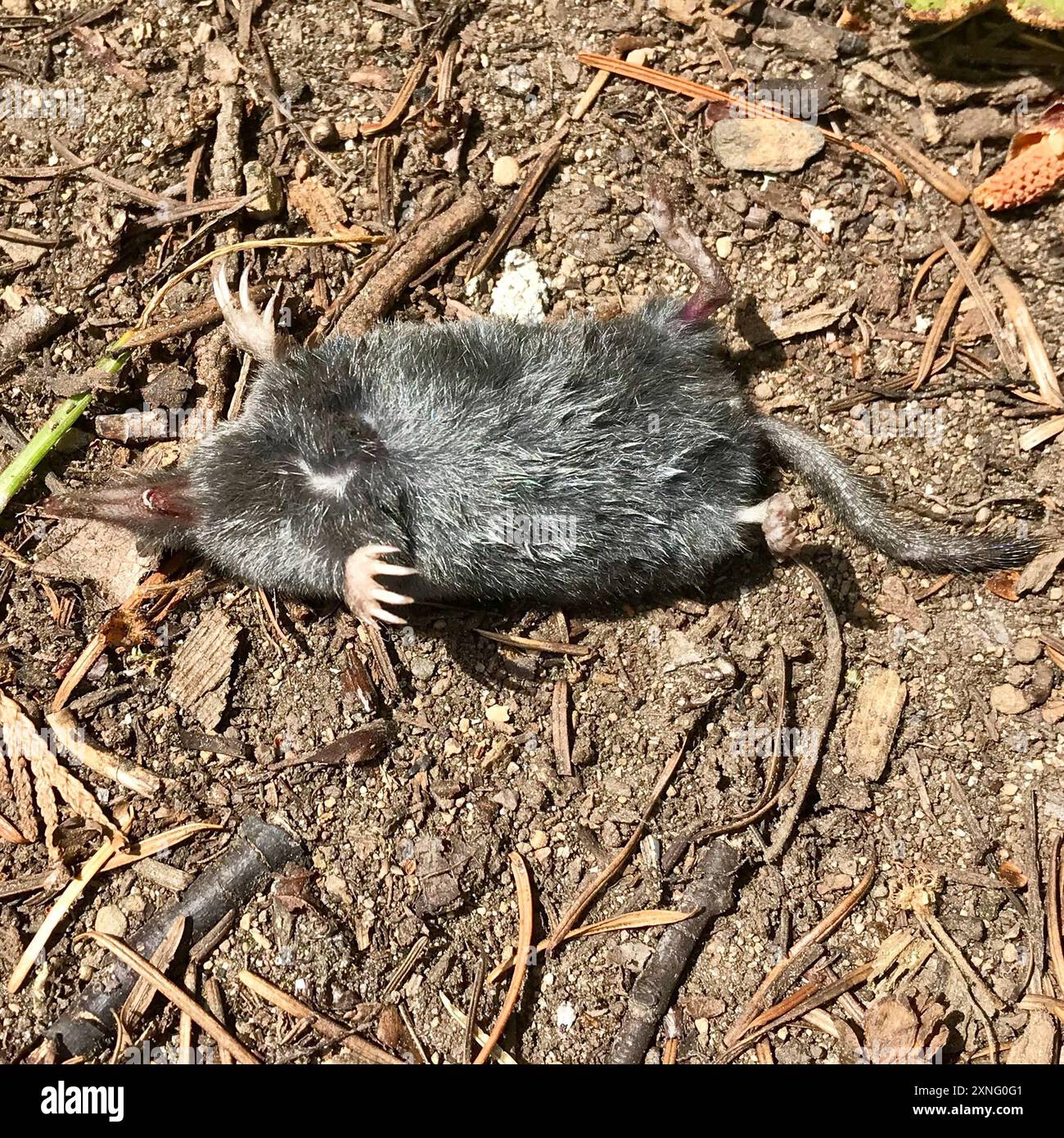 American Shrewmole (Neurotrichus gibbsii) Mammalia Stock Photo - Alamy