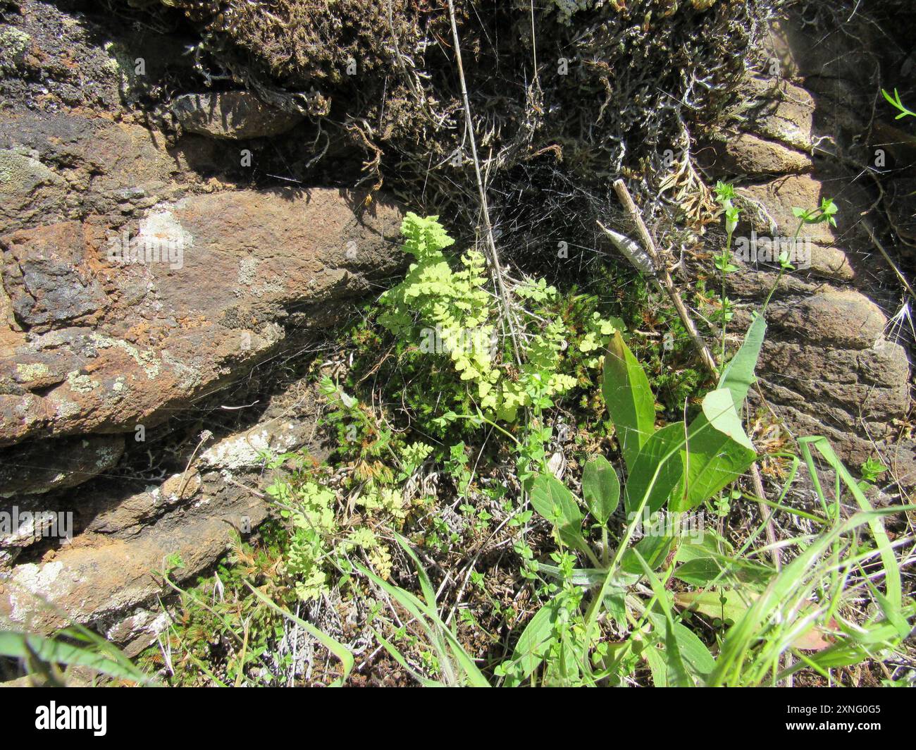 ferns (Polypodiopsida) Plantae Stock Photo - Alamy