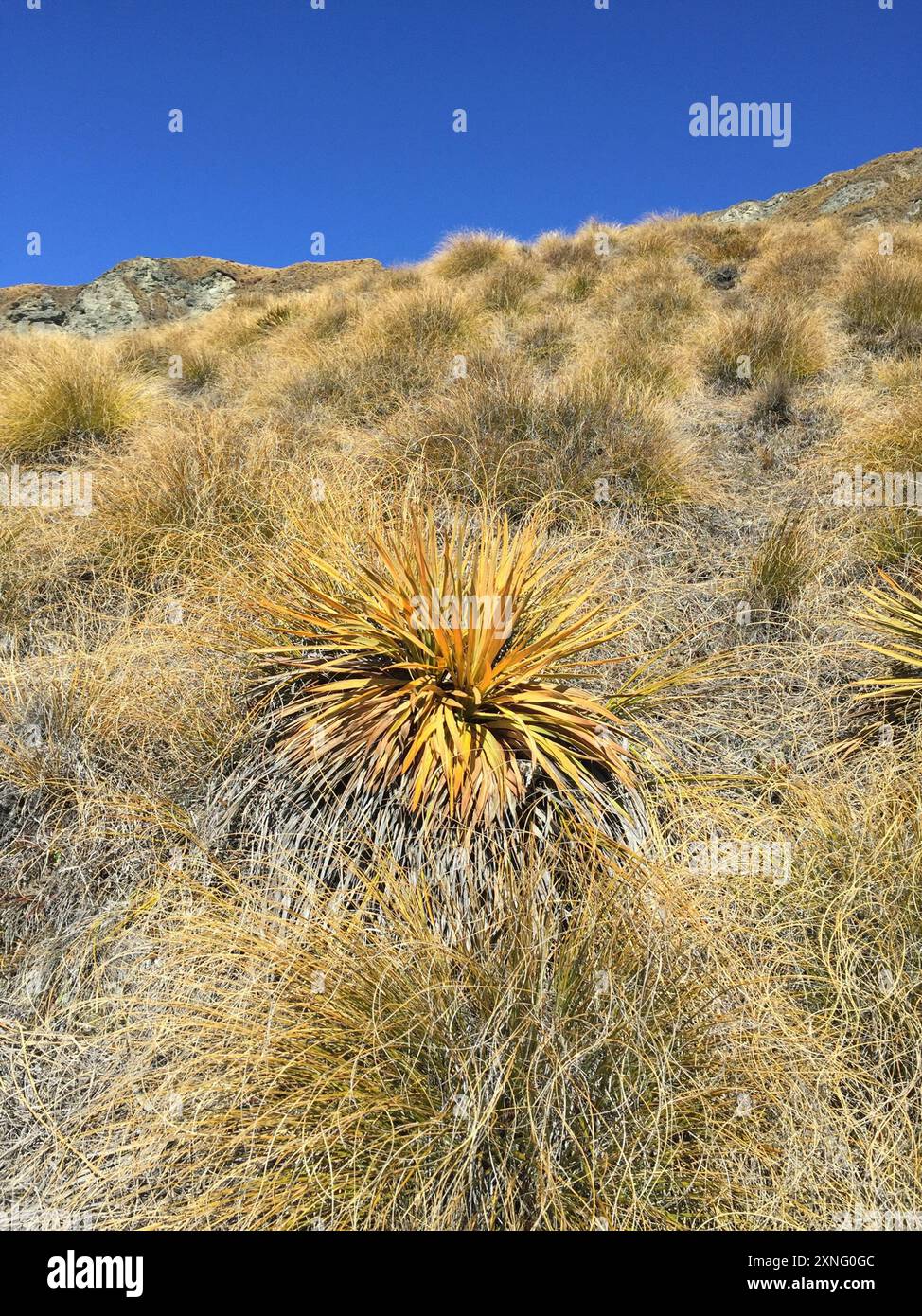 Golden Spaniard (Aciphylla aurea) Plantae Stock Photo - Alamy