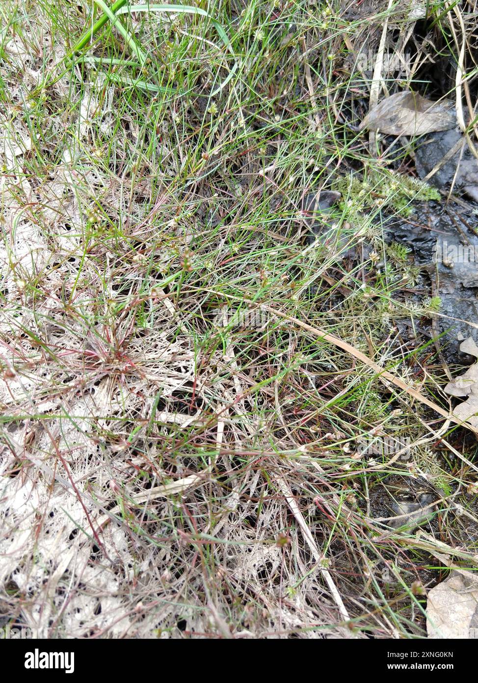Bulbous Rush (Juncus bulbosus) Plantae Stock Photo - Alamy