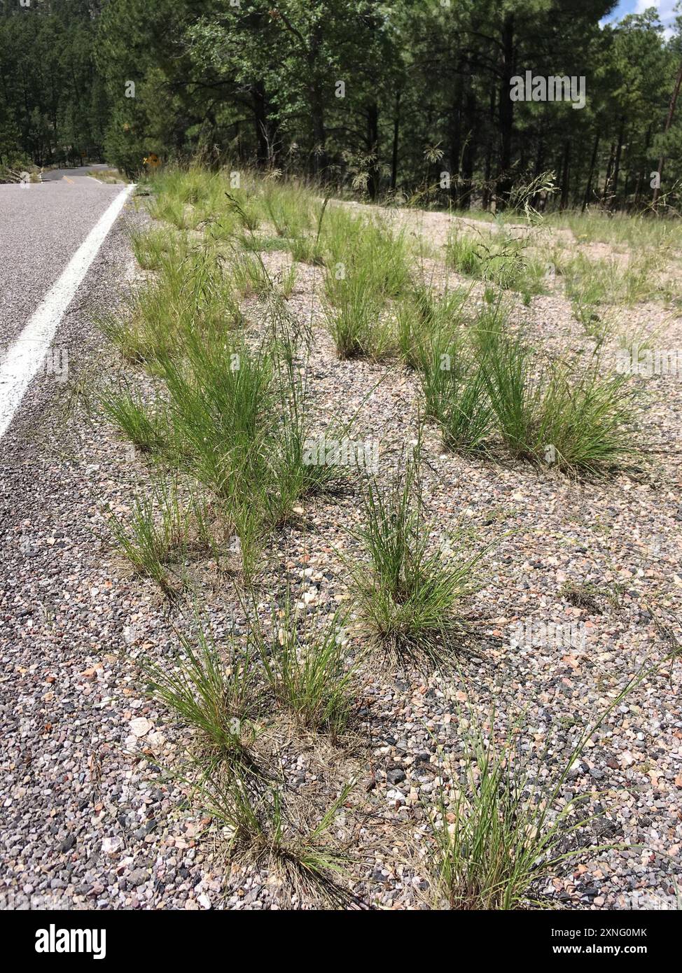 African love grass (Eragrostis curvula) Plantae Stock Photo - Alamy