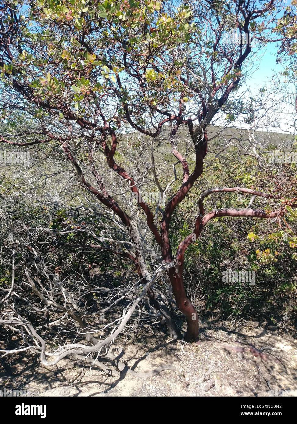 Toro manzanita (Arctostaphylos montereyensis) Plantae Stock Photo - Alamy