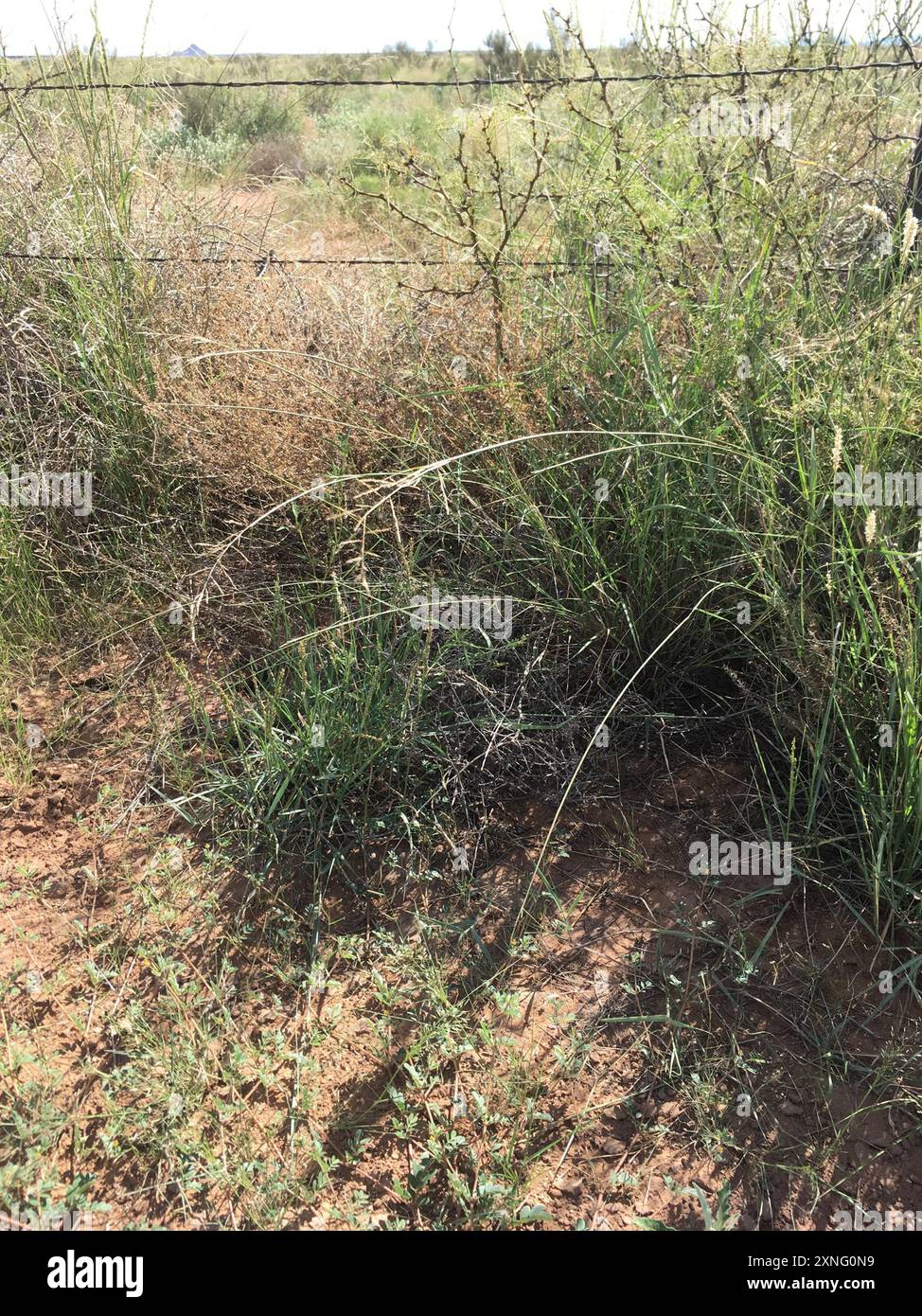 Sand Dropseed (Sporobolus cryptandrus) Plantae Stock Photo - Alamy