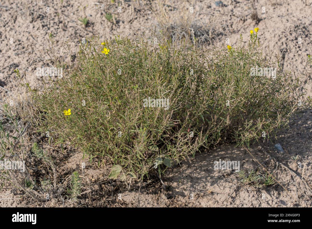 yellow sundrops (Oenothera serrulata) Plantae Stock Photo - Alamy