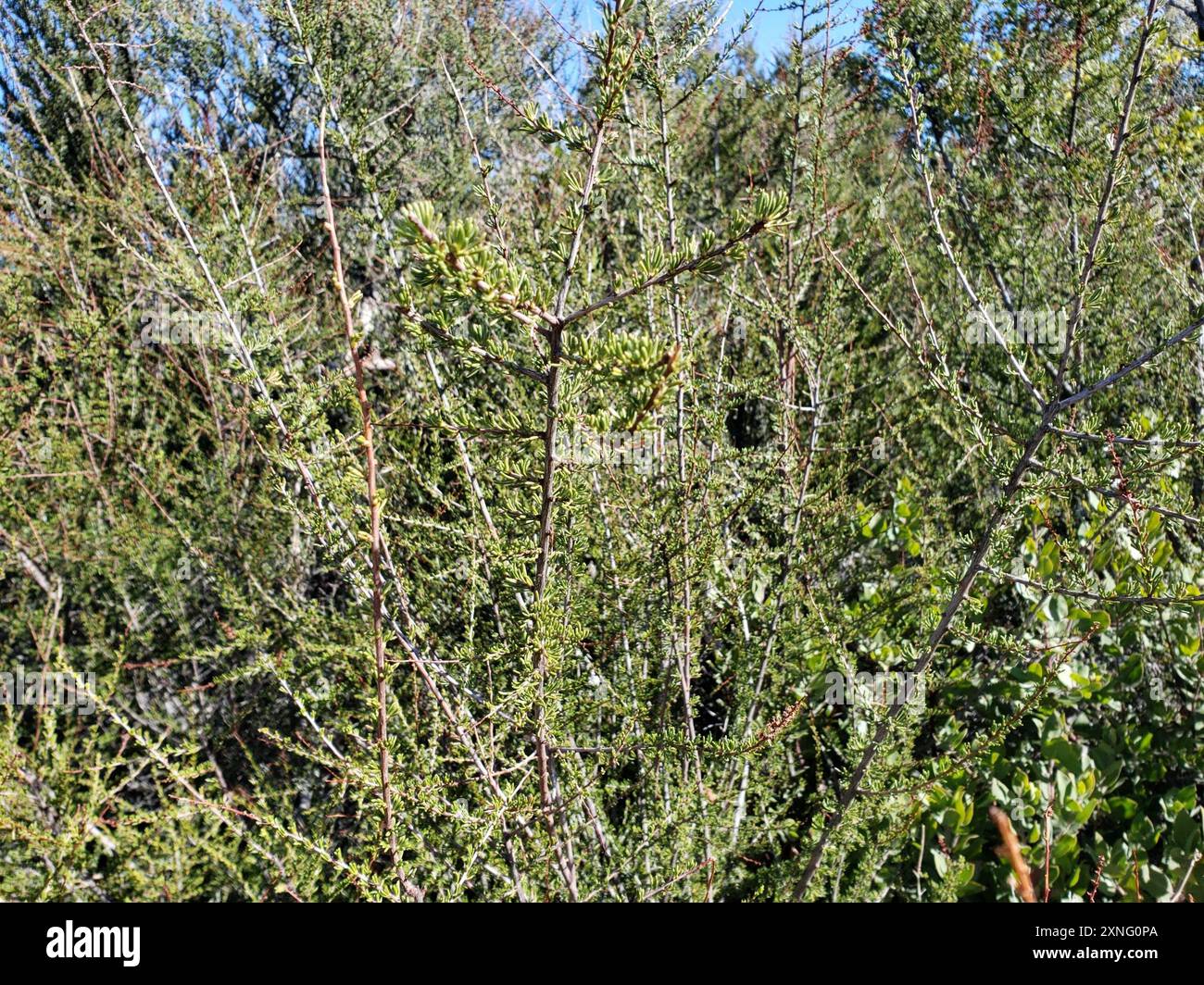 chamise (Adenostoma fasciculatum) Plantae Stock Photo - Alamy