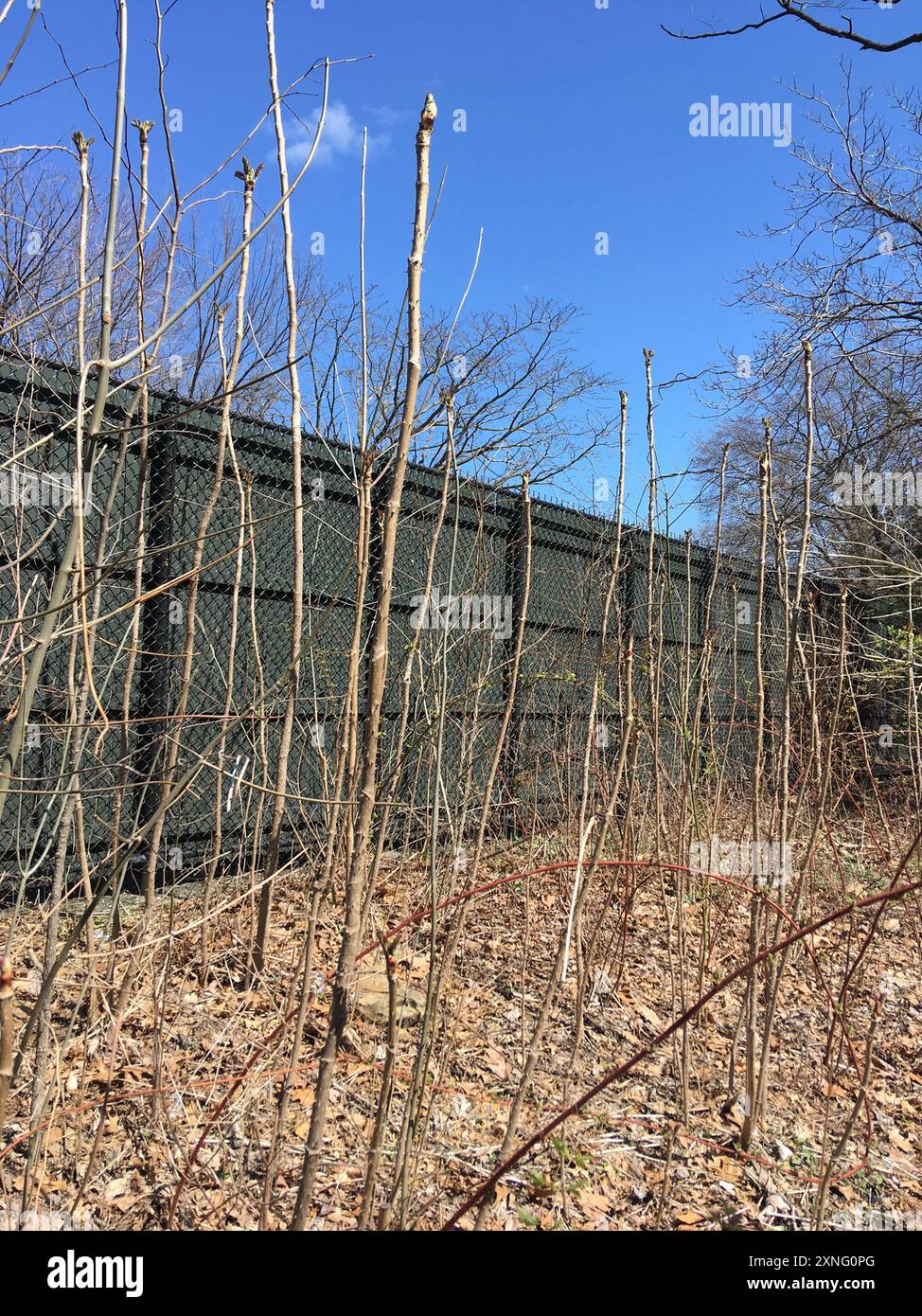 Japanese angelica tree (Aralia elata) Plantae Stock Photo - Alamy