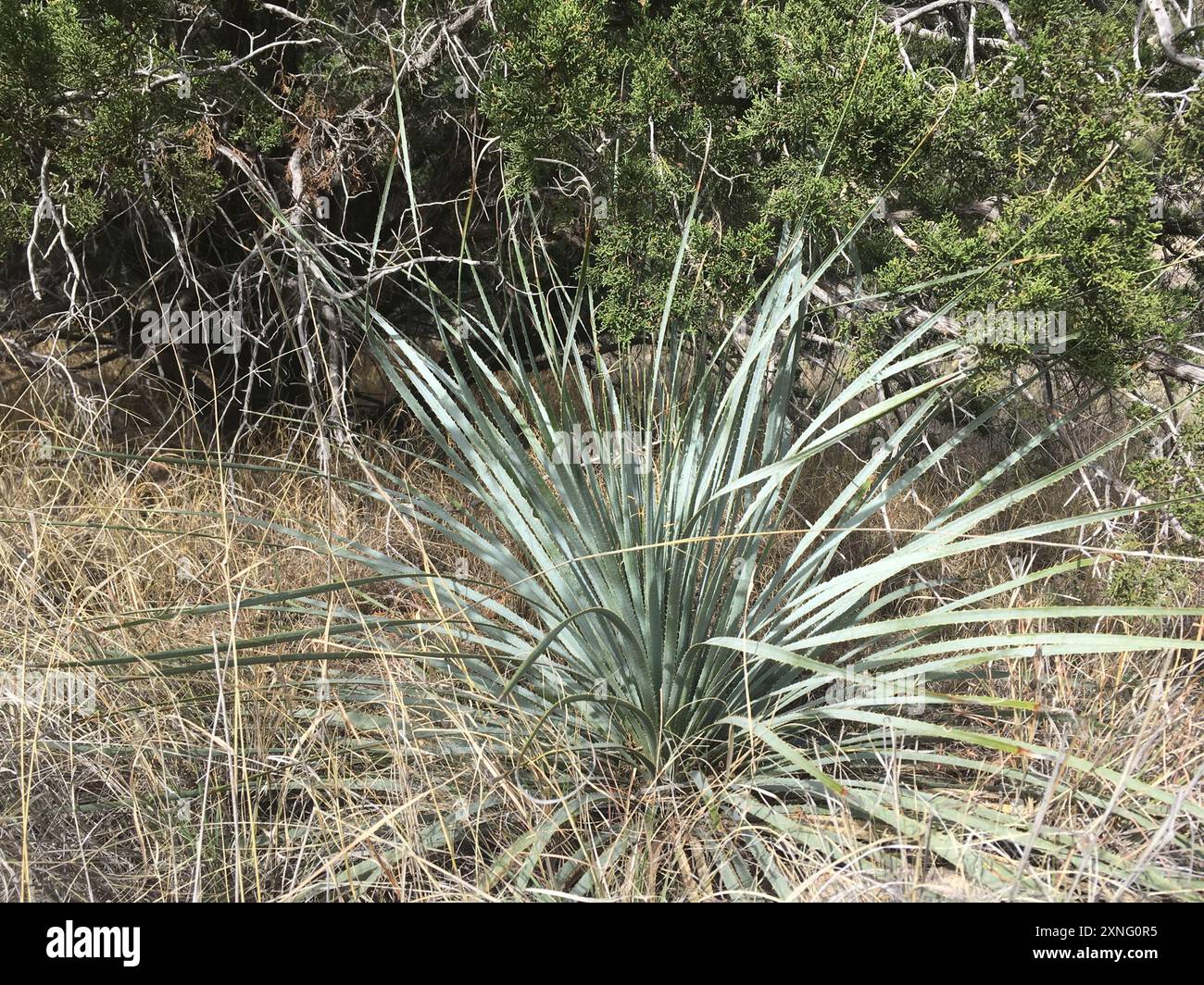 Wheeler sotol (Dasylirion wheeleri) Plantae Stock Photo - Alamy
