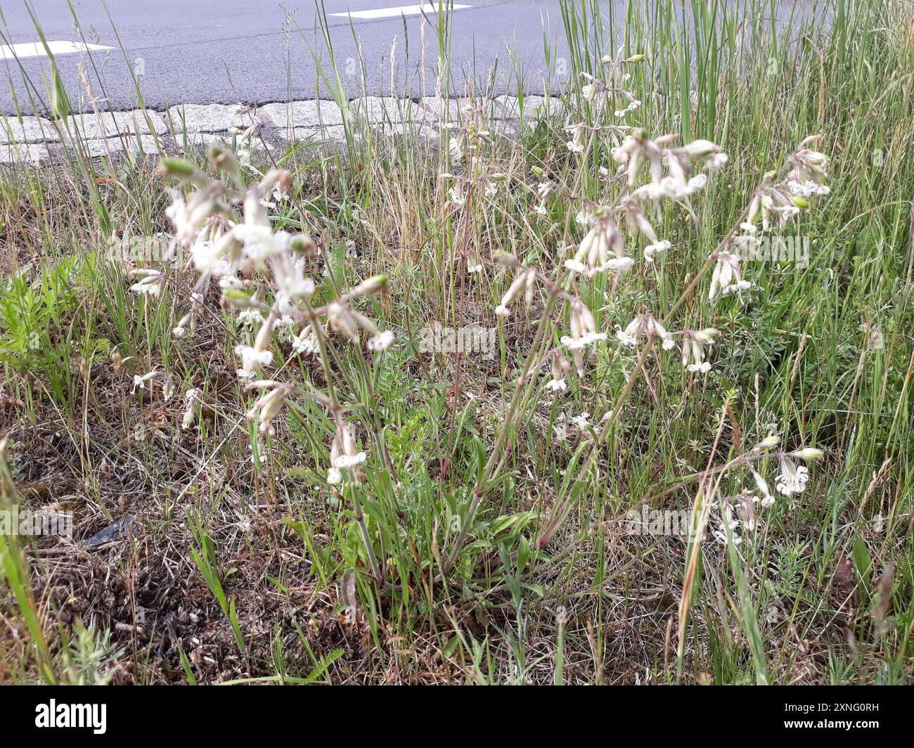 Nottingham Catchfly (Silene nutans) Plantae Stock Photo - Alamy
