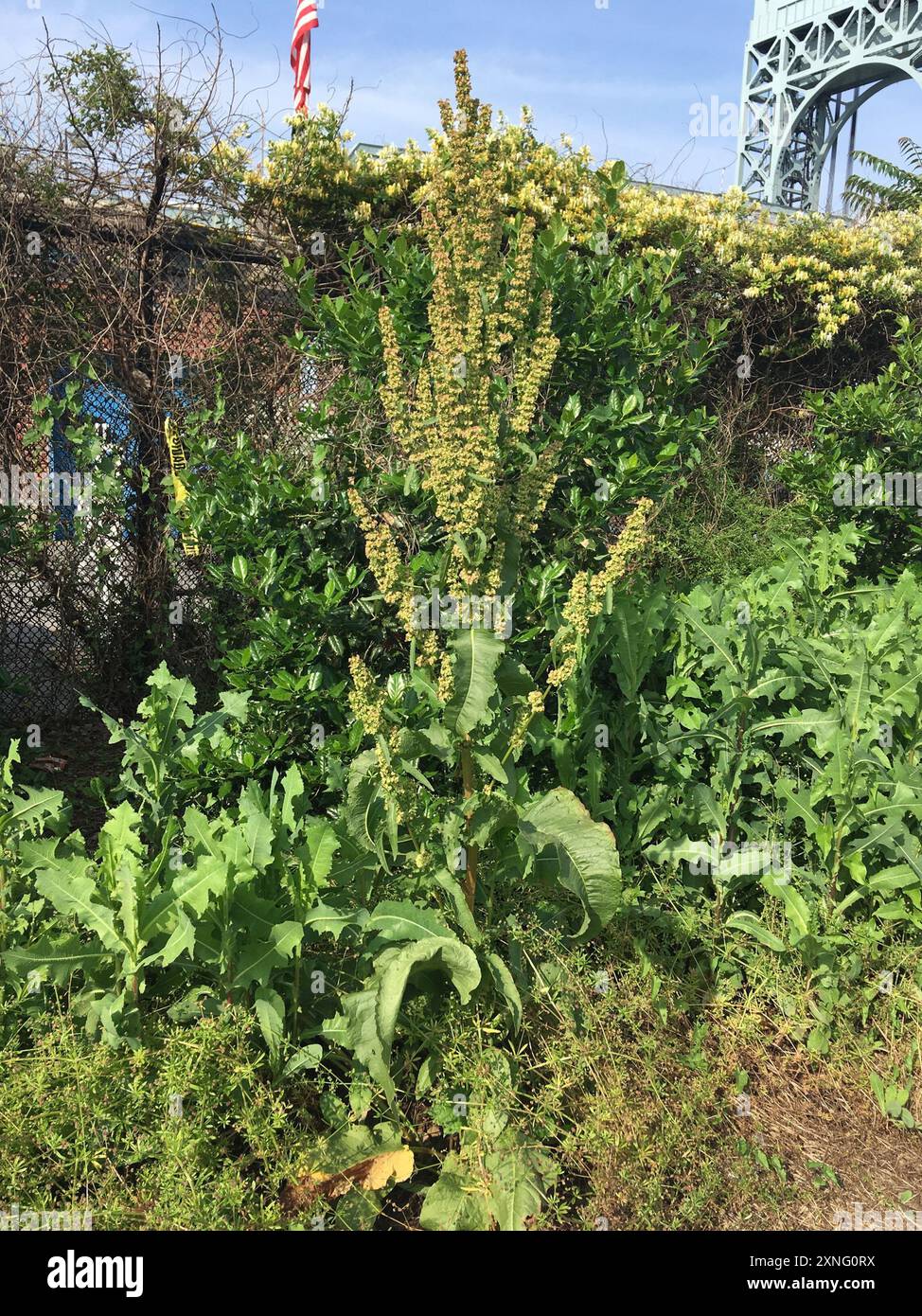 Greek Dock (Rumex cristatus) Plantae Stock Photo - Alamy