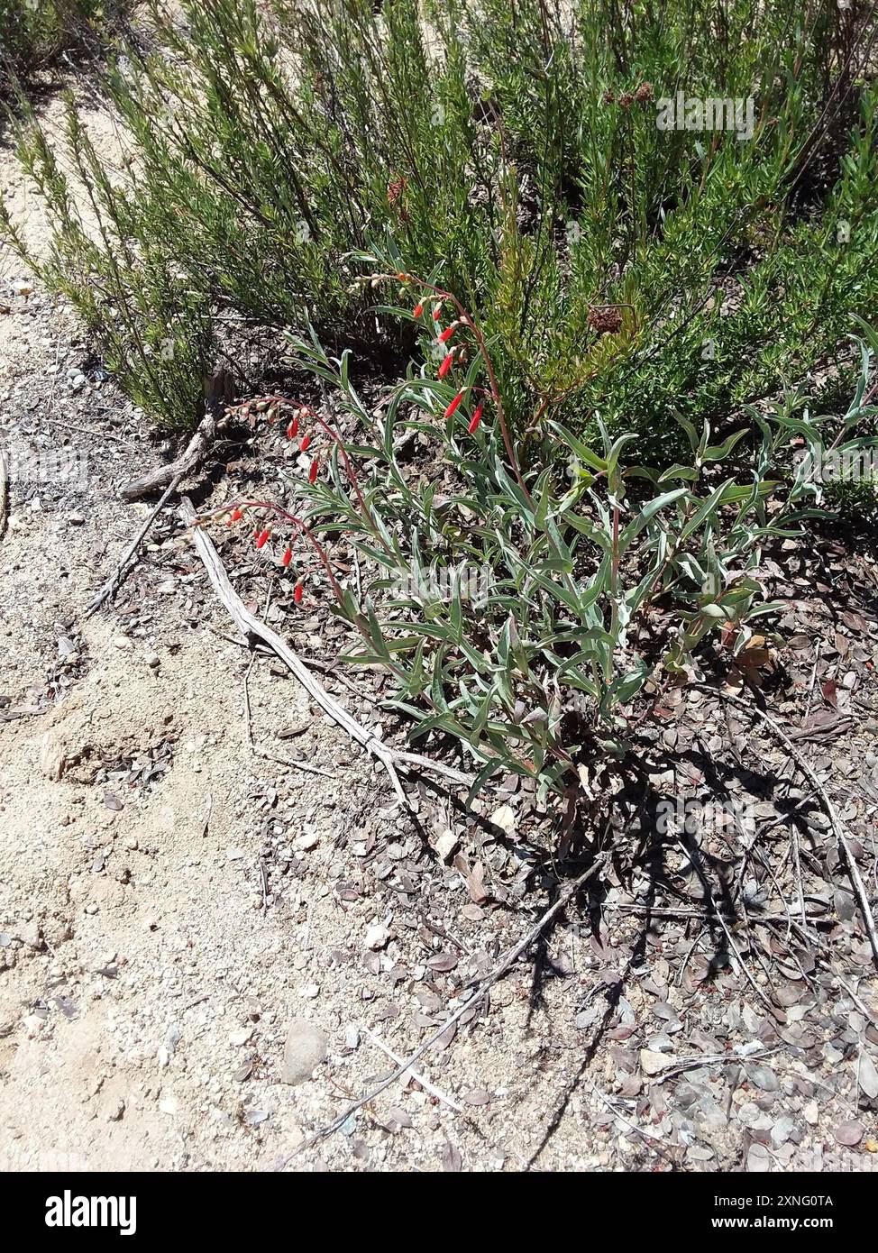 scarlet bugler (Penstemon centranthifolius) Plantae Stock Photo - Alamy