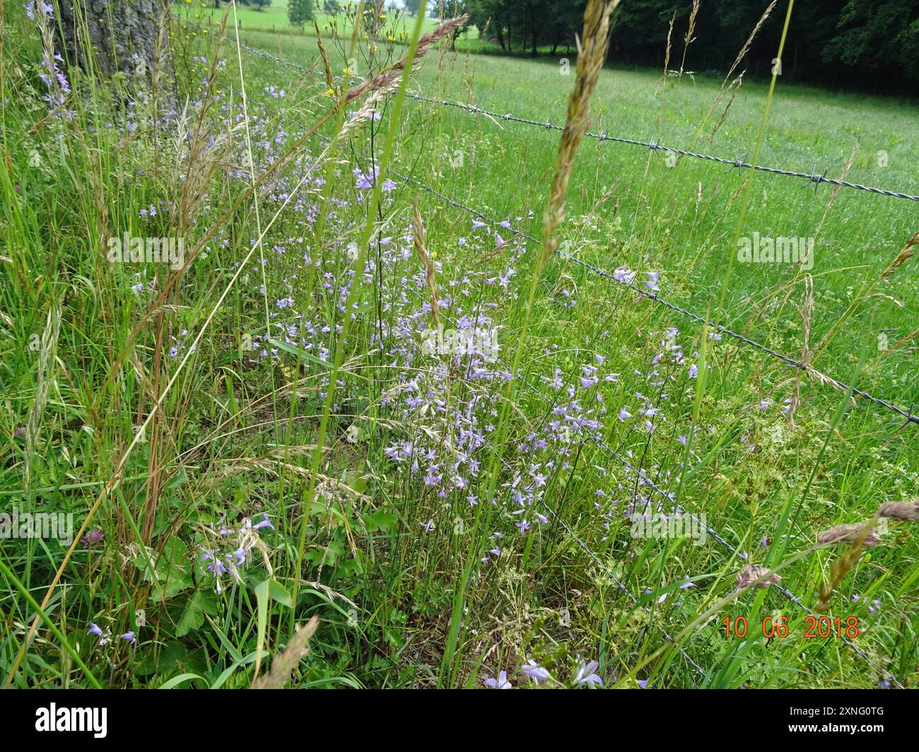 Rampion (Campanula rapunculus) Plantae Stock Photo - Alamy