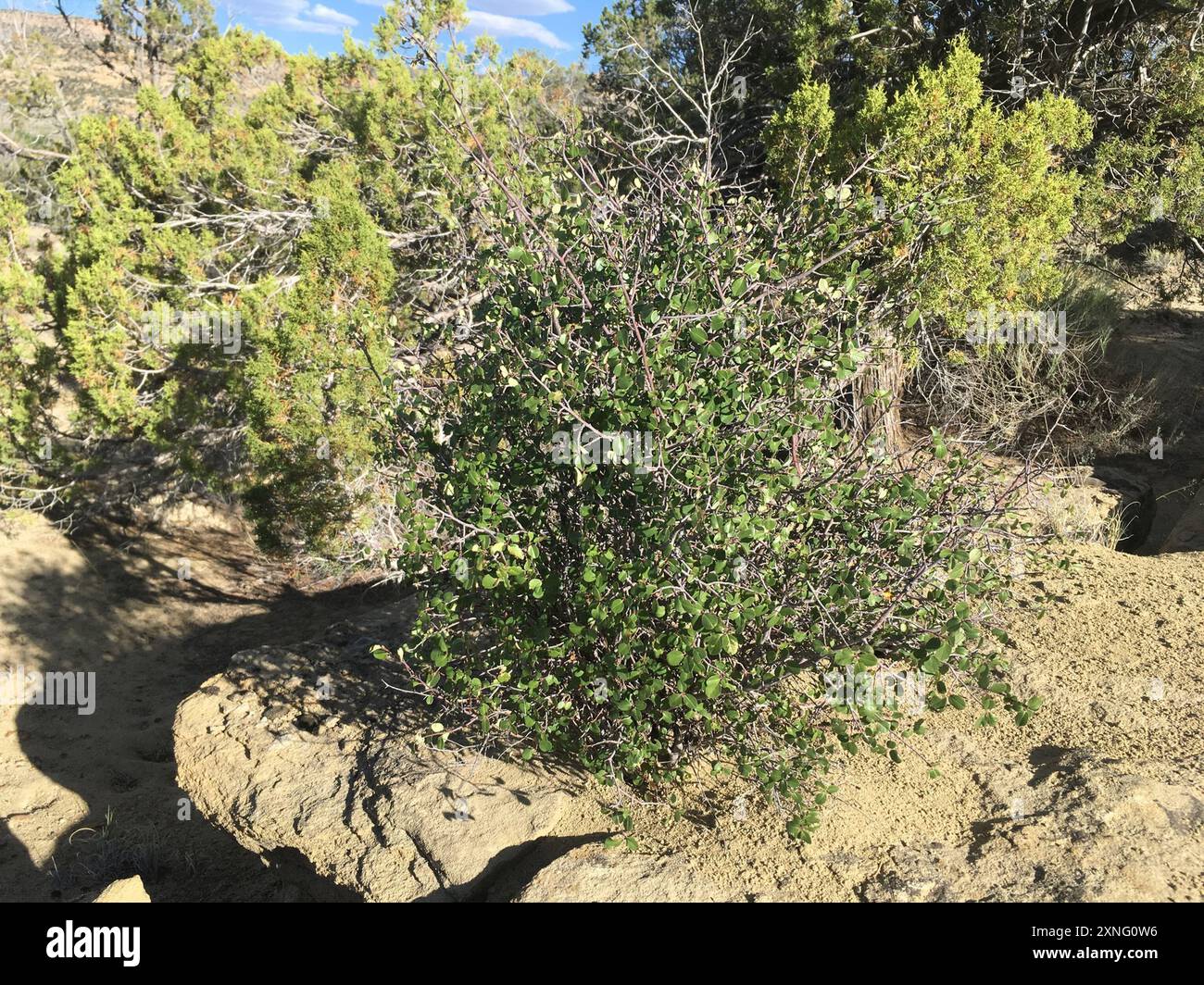 Utah Serviceberry (Amelanchier utahensis) Plantae Stock Photo - Alamy