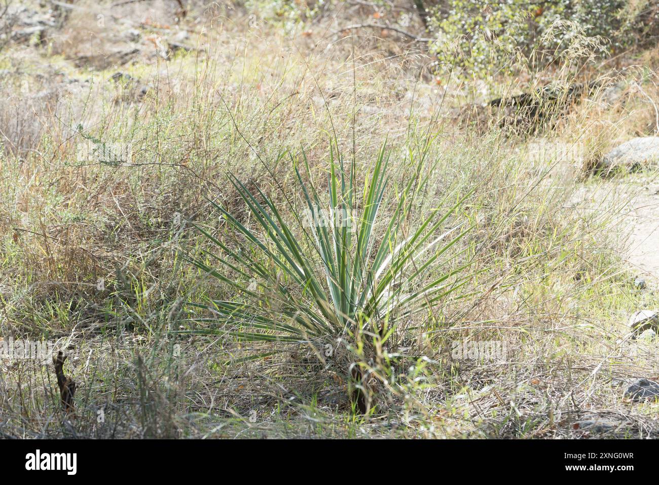 chaparral yucca (Hesperoyucca whipplei) Plantae Stock Photo - Alamy