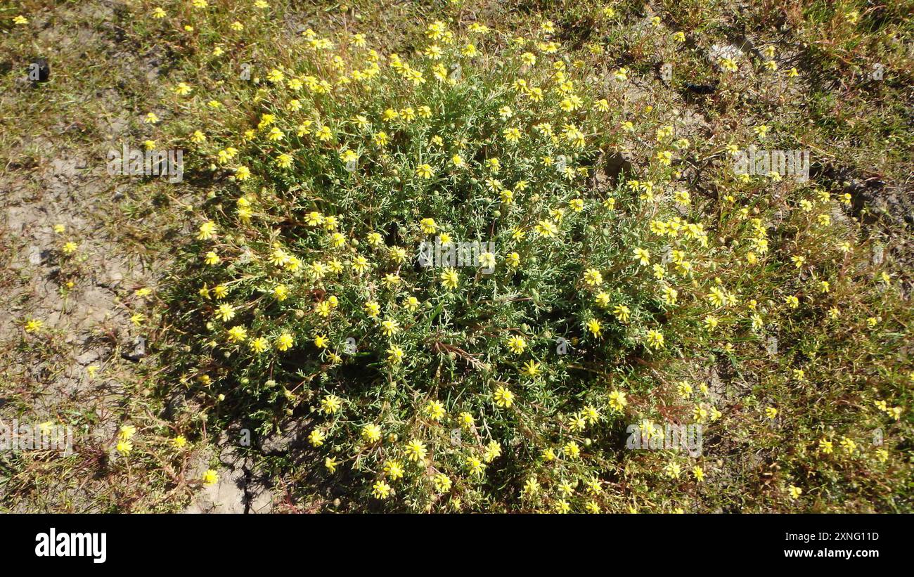 glue-seed (Blennosperma nanum) Plantae Stock Photo - Alamy