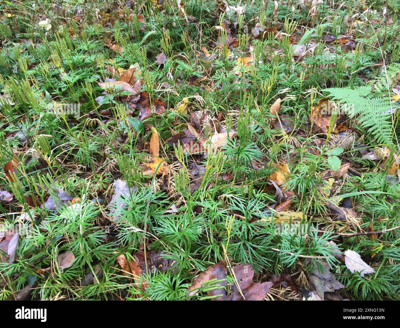 fan clubmoss (Diphasiastrum digitatum) Plantae Stock Photo - Alamy