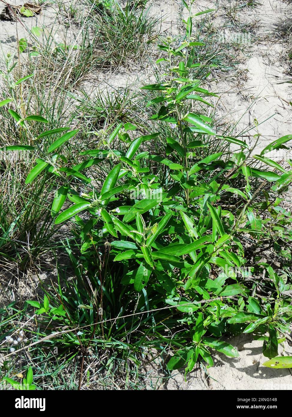 Narrow-leaved Screwtree (Helicteres angustifolia) Plantae Stock Photo ...