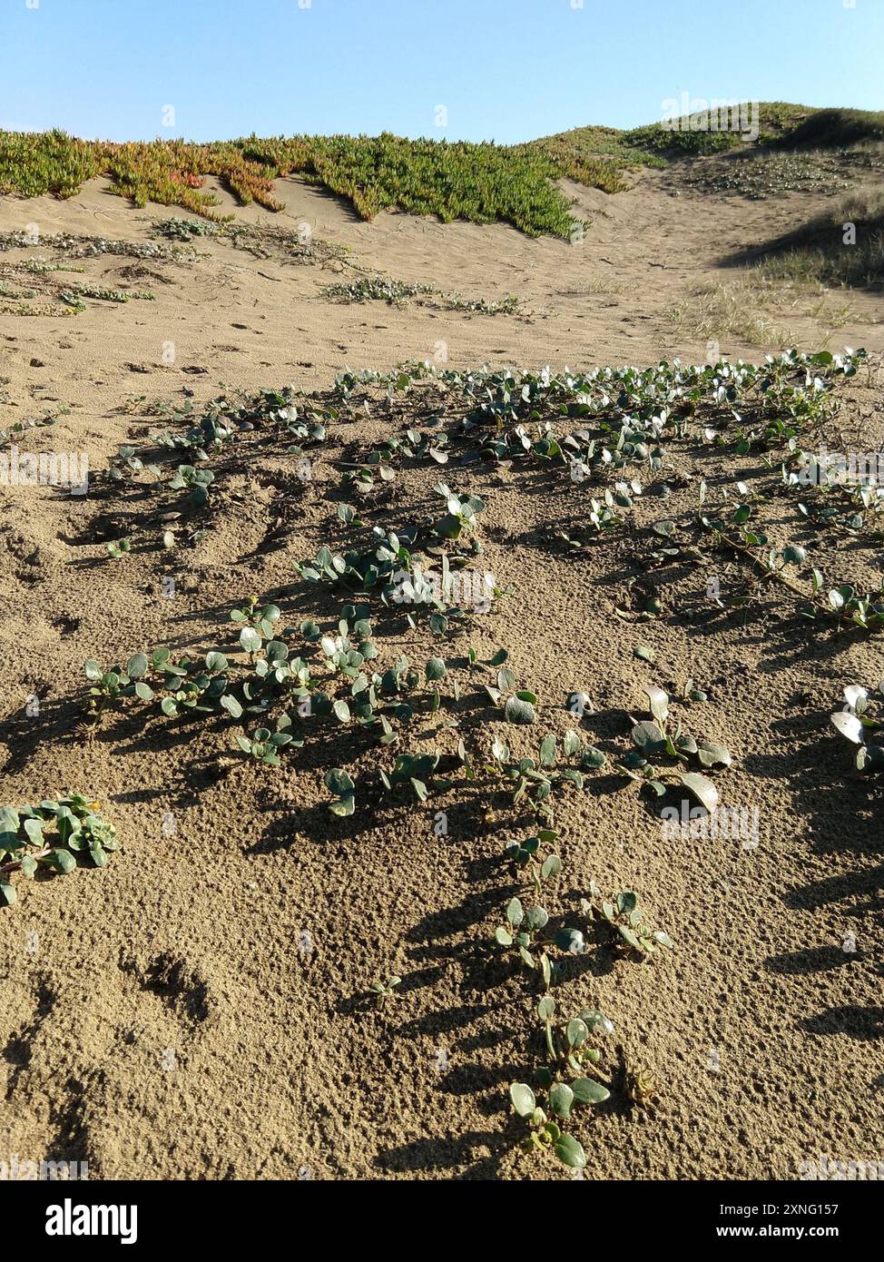 Yellow Sand Verbena (Abronia latifolia) Plantae Stock Photo - Alamy