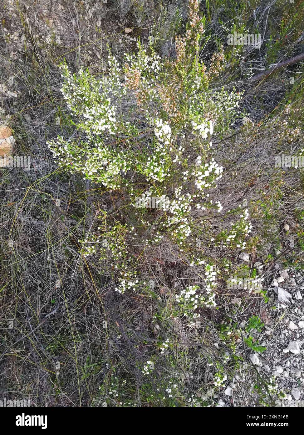 Stunning Heath (Erica formosa) Plantae Stock Photo - Alamy
