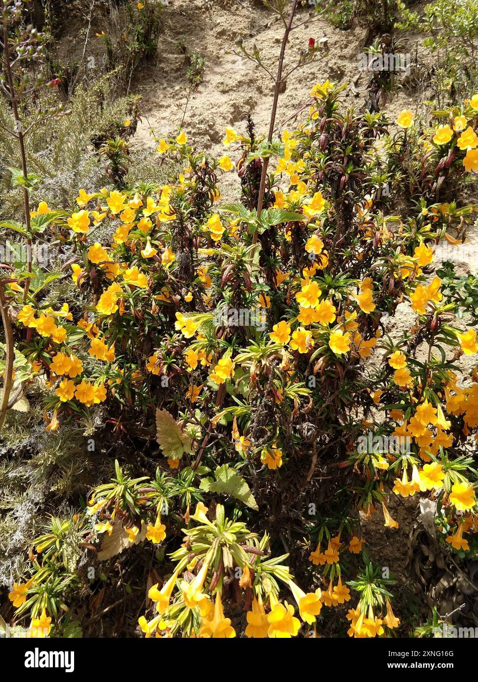 orange bush monkeyflower (Diplacus aurantiacus) Plantae Stock Photo - Alamy