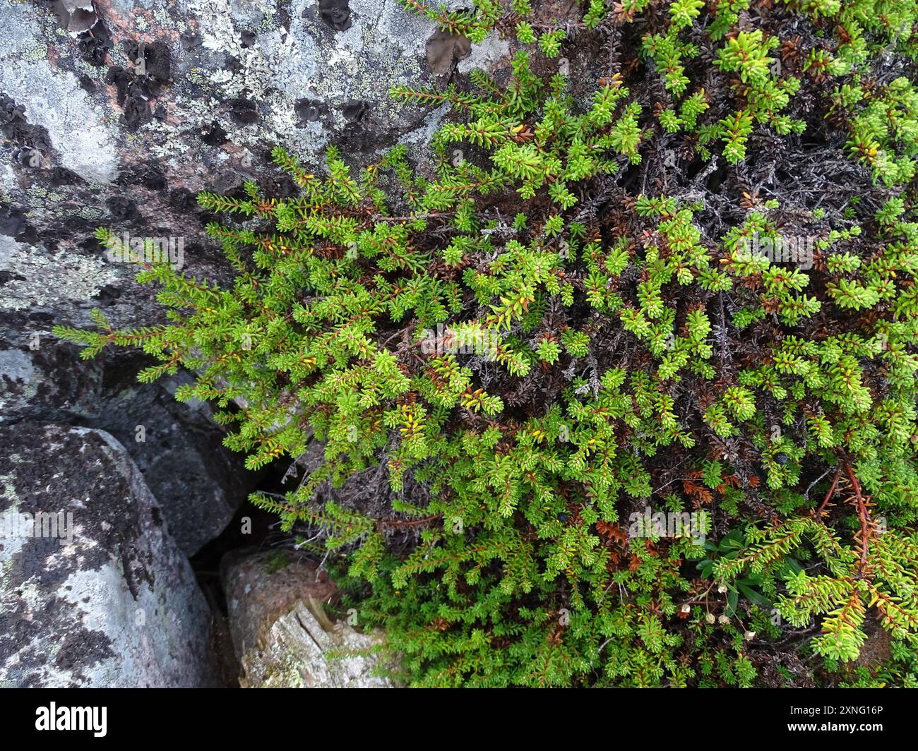 black crowberry (Empetrum nigrum) Plantae Stock Photo - Alamy