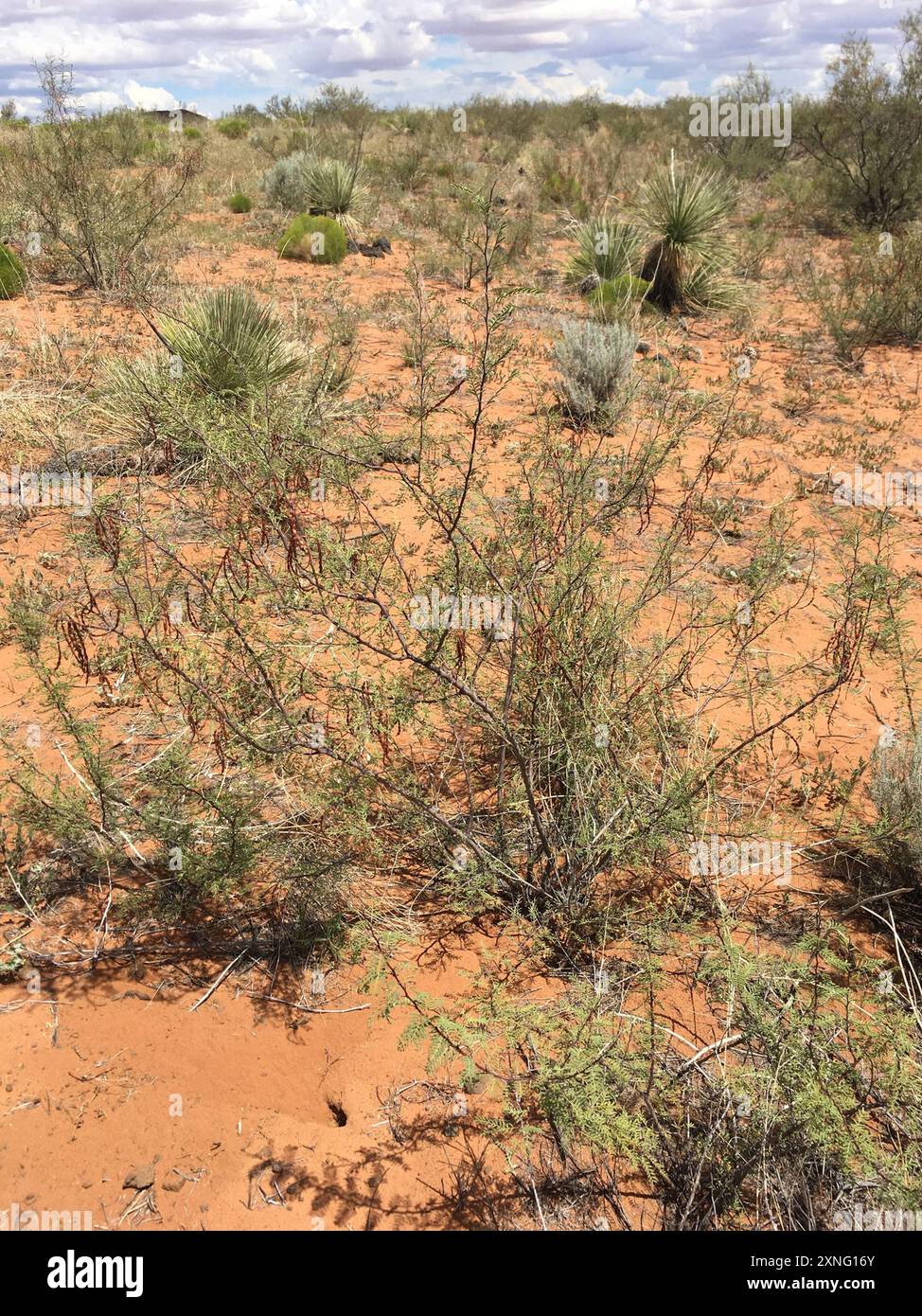 whitethorn acacia (Vachellia constricta) Plantae Stock Photo - Alamy