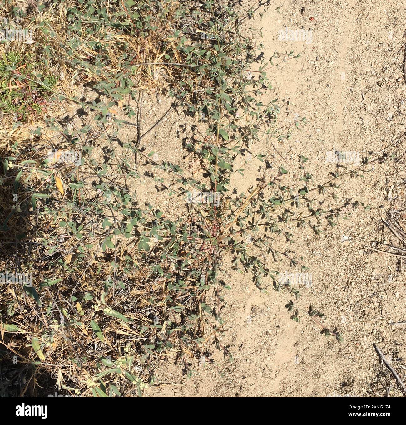 Spanish clover (Acmispon americanus) Plantae Stock Photo - Alamy