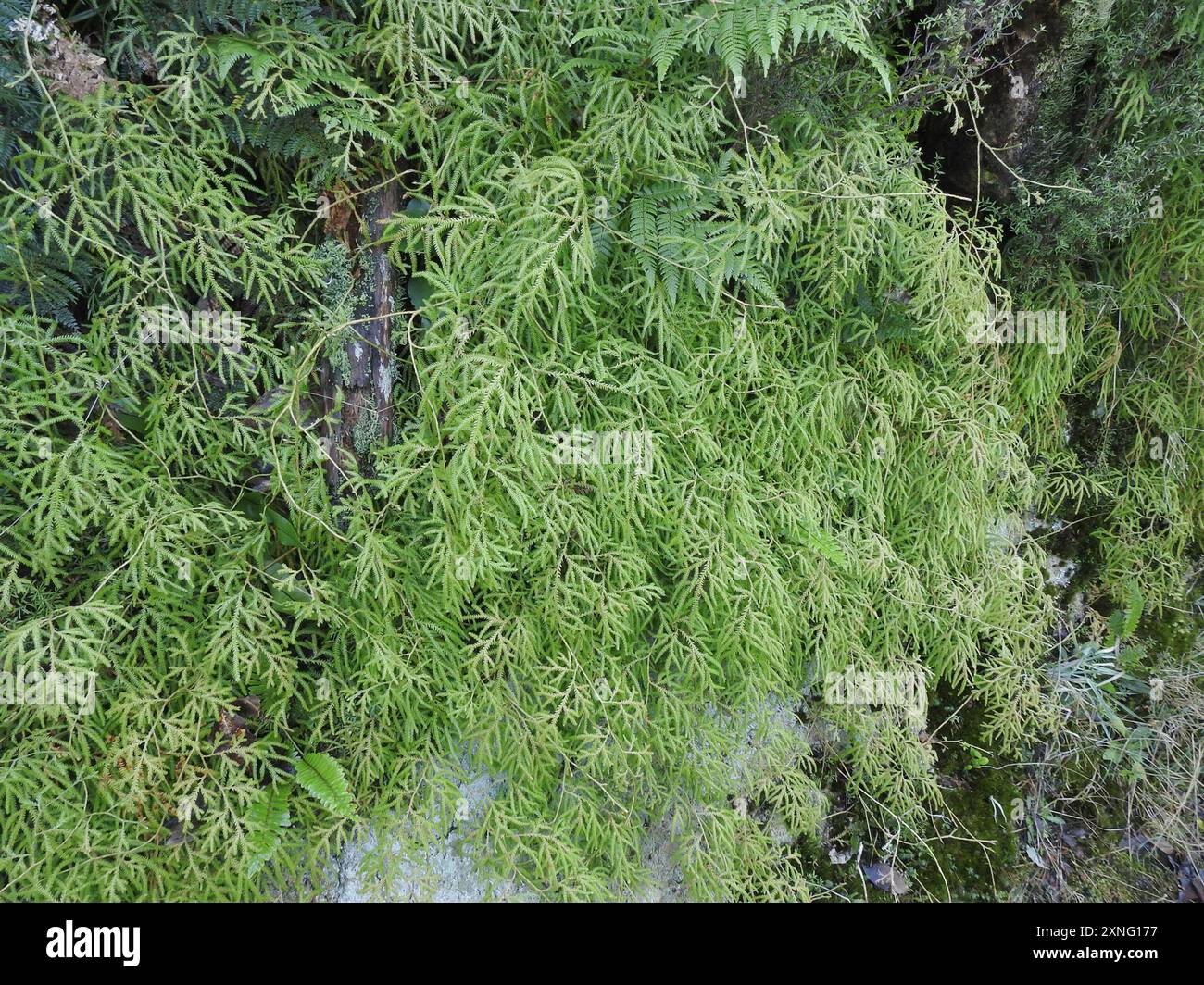 Climbing clubmoss (Lycopodium volubile) Plantae Stock Photo - Alamy