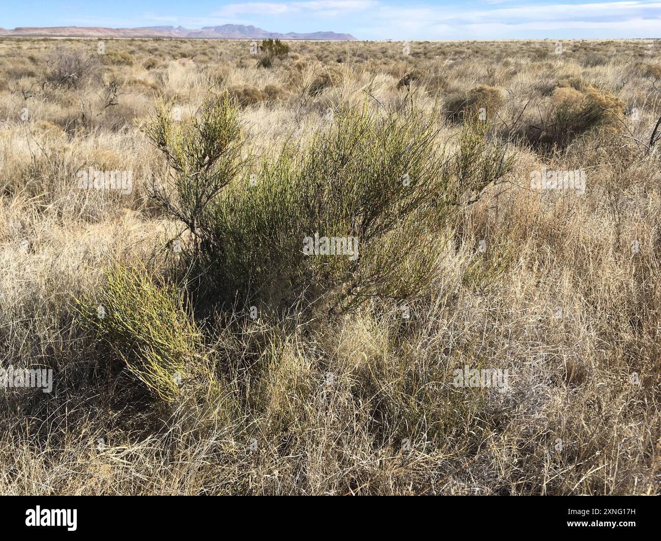 longleaf ephedra (Ephedra trifurca) Plantae Stock Photo - Alamy