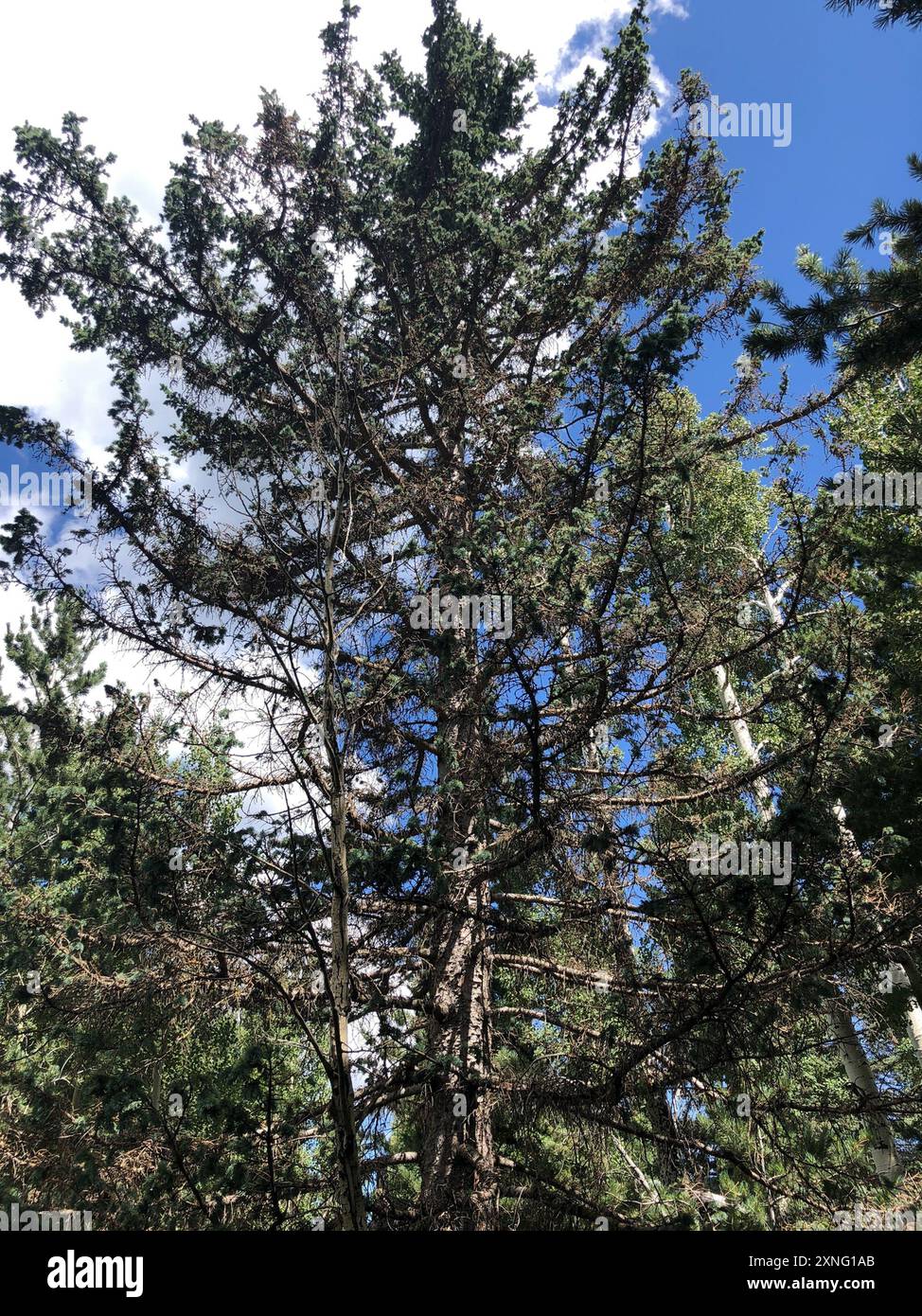 Engelmann spruce (Picea engelmannii) Plantae Stock Photo - Alamy