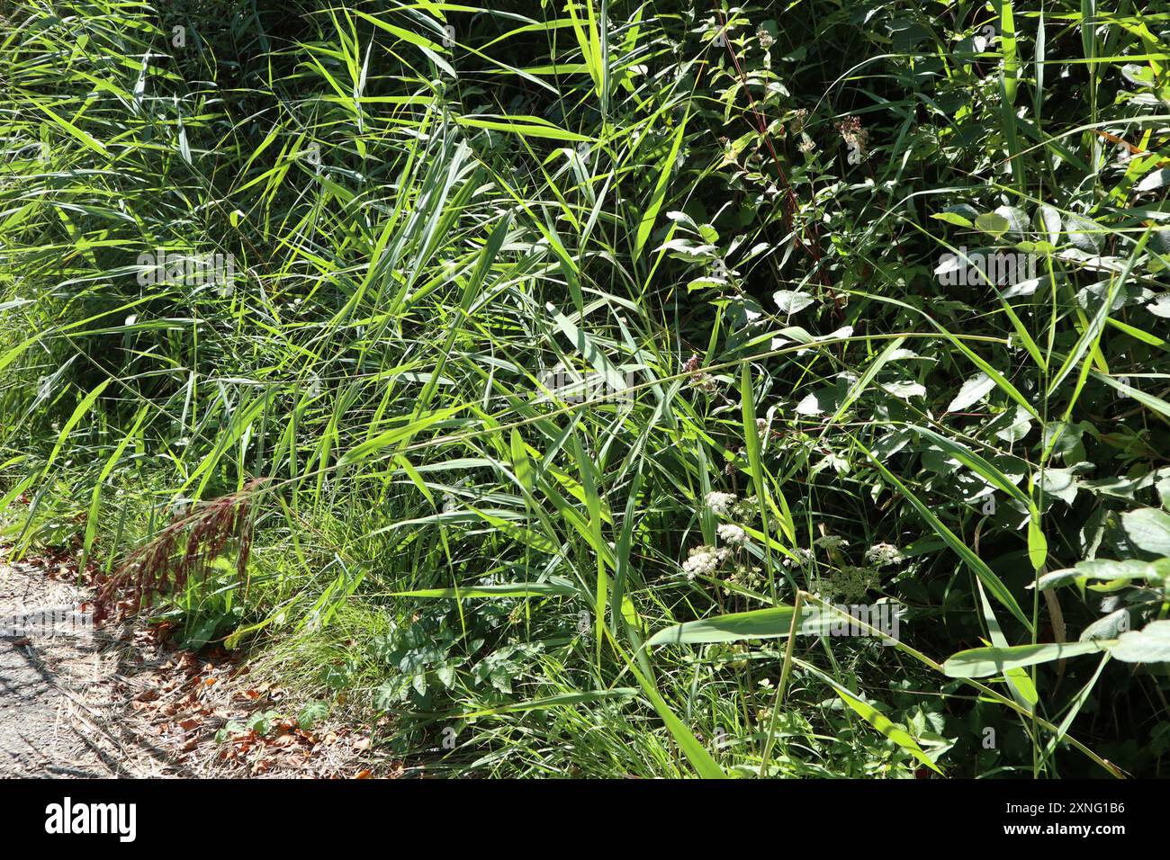 common reed (Phragmites australis) Plantae Stock Photo - Alamy