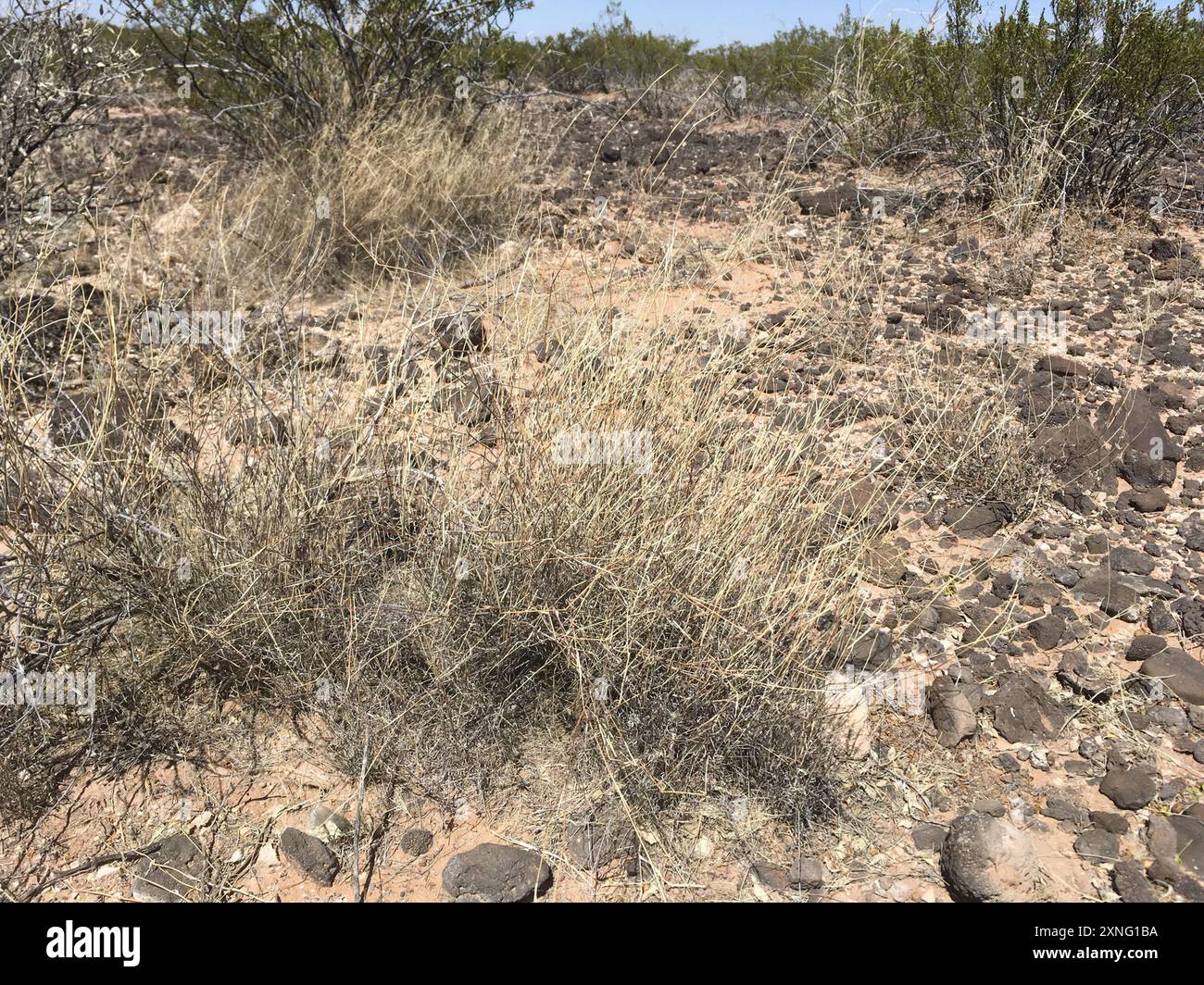 Bush Muhly (Muhlenbergia porteri) Plantae Stock Photo - Alamy
