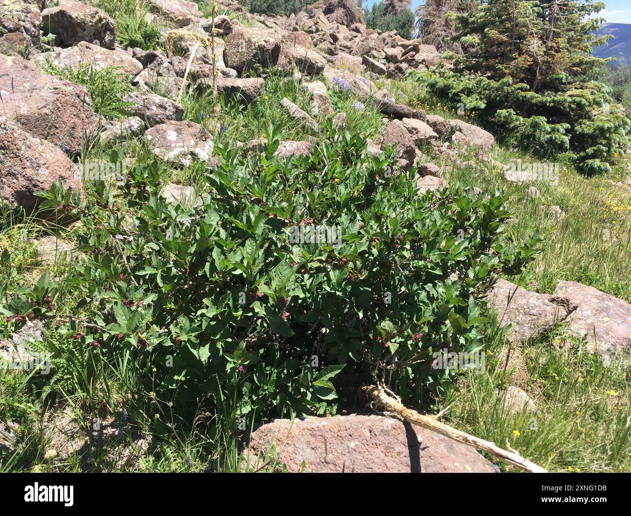 twinberry honeysuckle (Lonicera involucrata) Plantae Stock Photo - Alamy