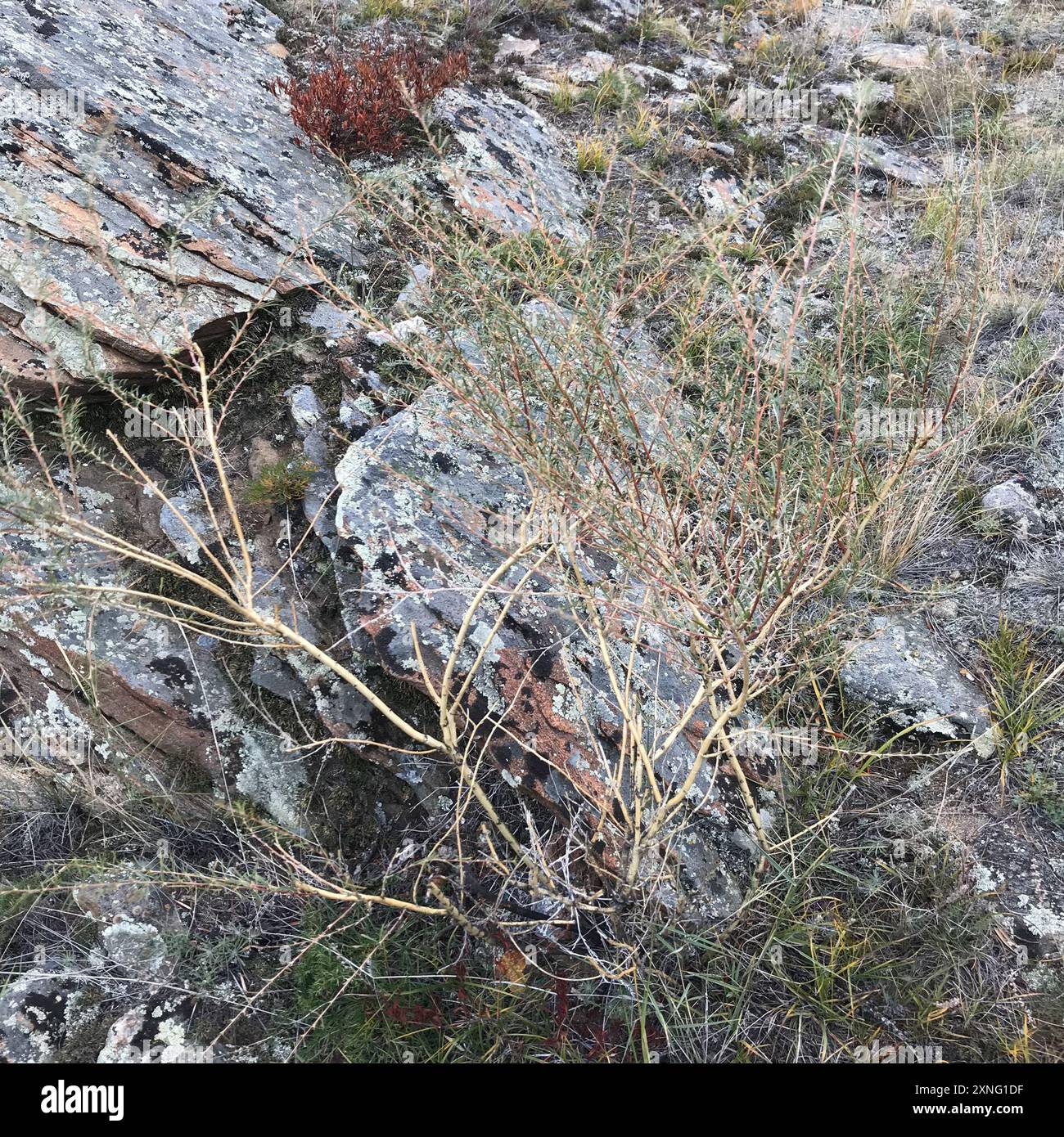 Pygmy caragana hi-res stock photography and images - Alamy