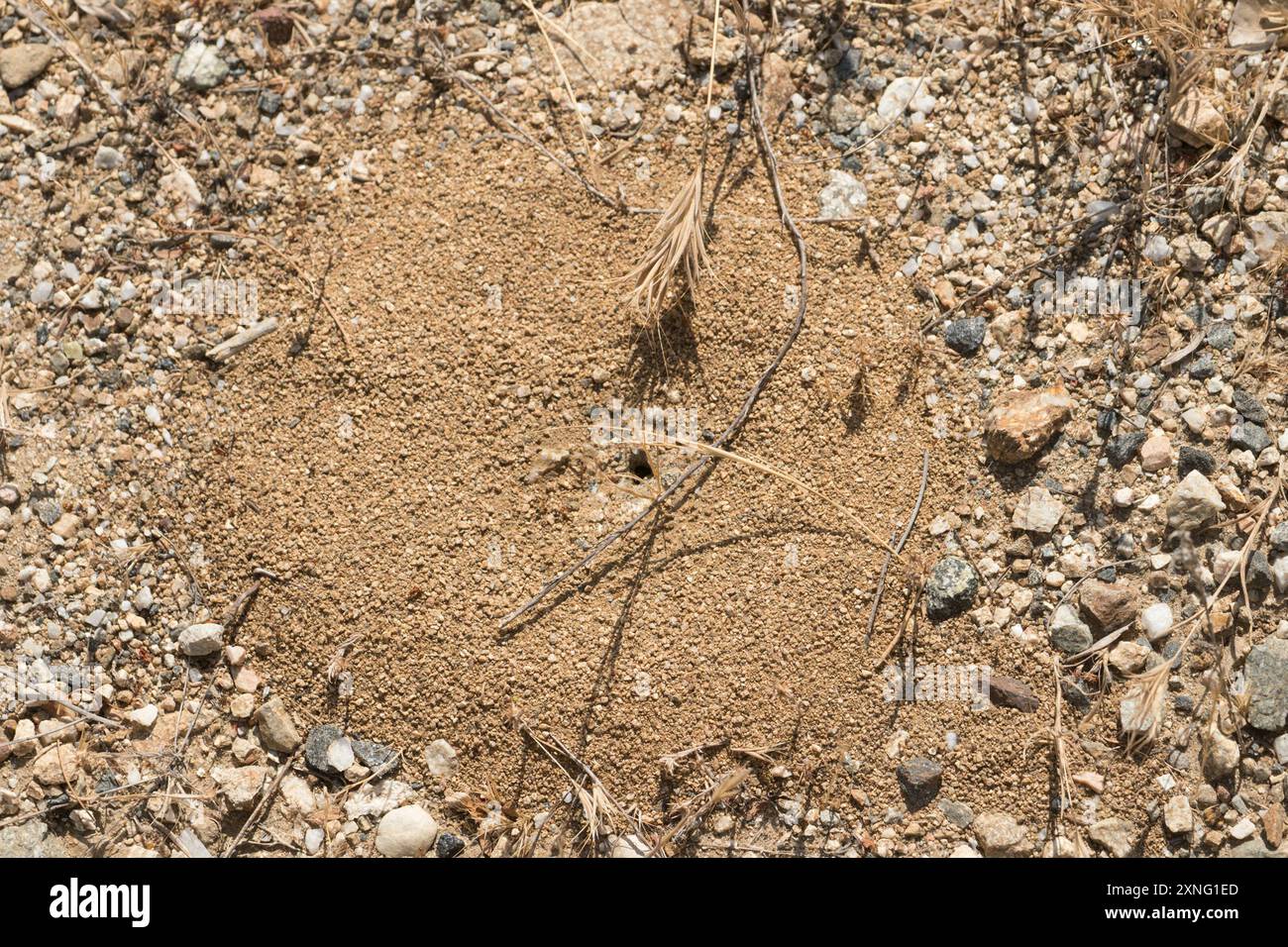 Bicolored Pyramid Ant (Dorymyrmex bicolor) Insecta Stock Photo - Alamy