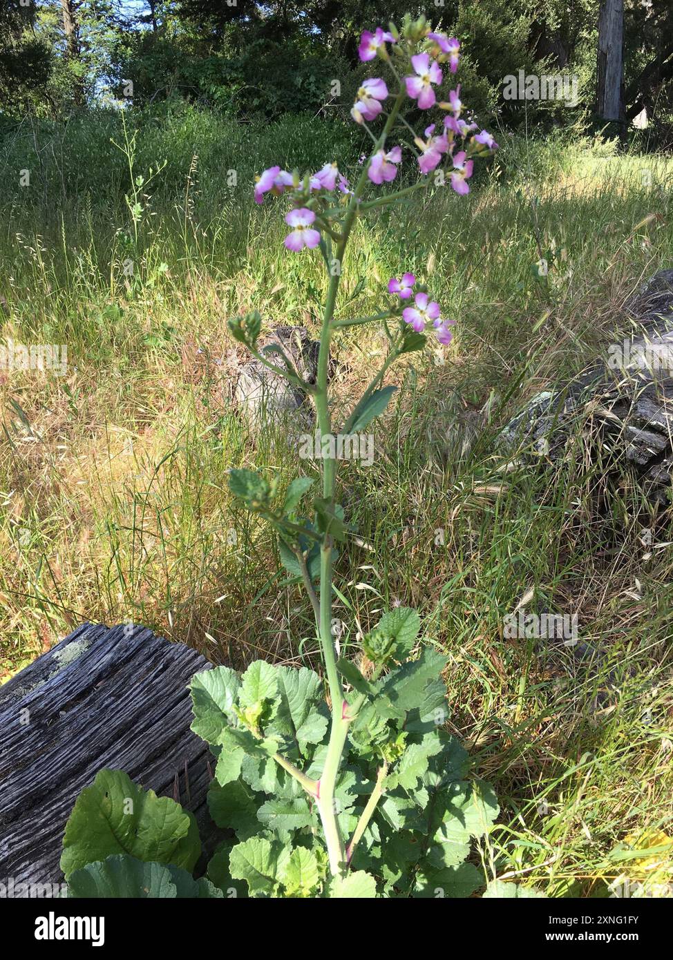 wild and domestic radish (Raphanus raphanistrum sativus) Plantae Stock ...