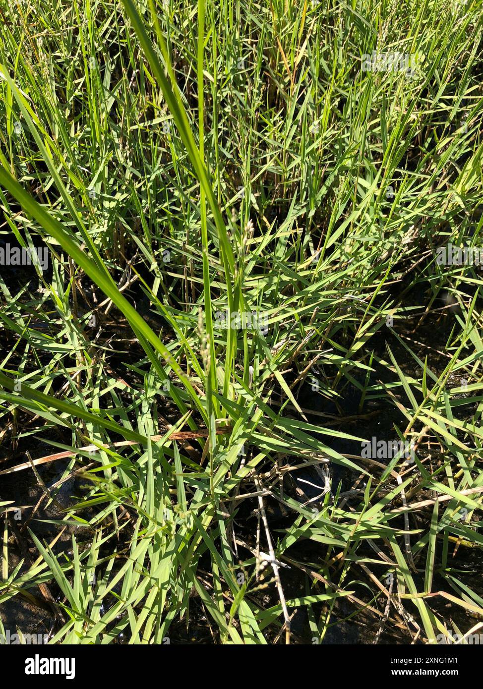 Torpedo grass (Panicum repens) Plantae Stock Photo - Alamy