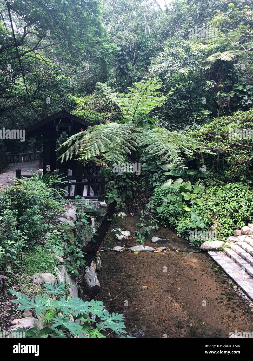 Spiny Tree Fern (Alsophila spinulosa) Plantae Stock Photo - Alamy