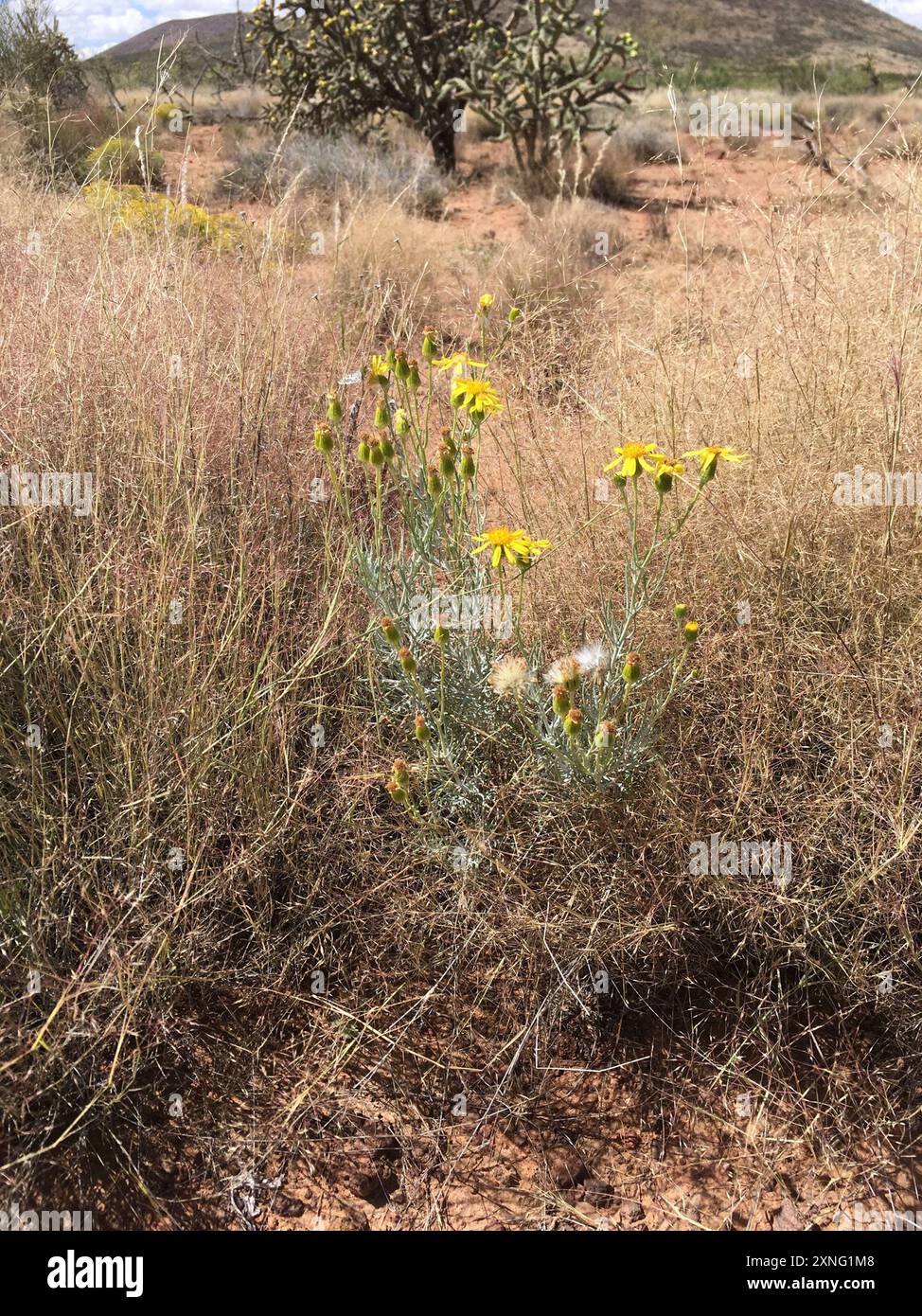 threadleaf groundsel (Senecio flaccidus) Plantae Stock Photo - Alamy