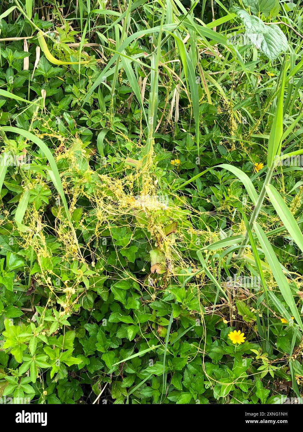 Field Dodder (Cuscuta campestris) Plantae Stock Photo - Alamy