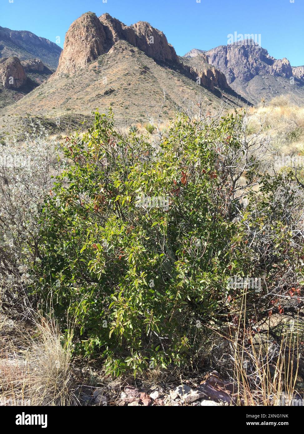 evergreen sumac (Rhus virens) Plantae Stock Photo - Alamy